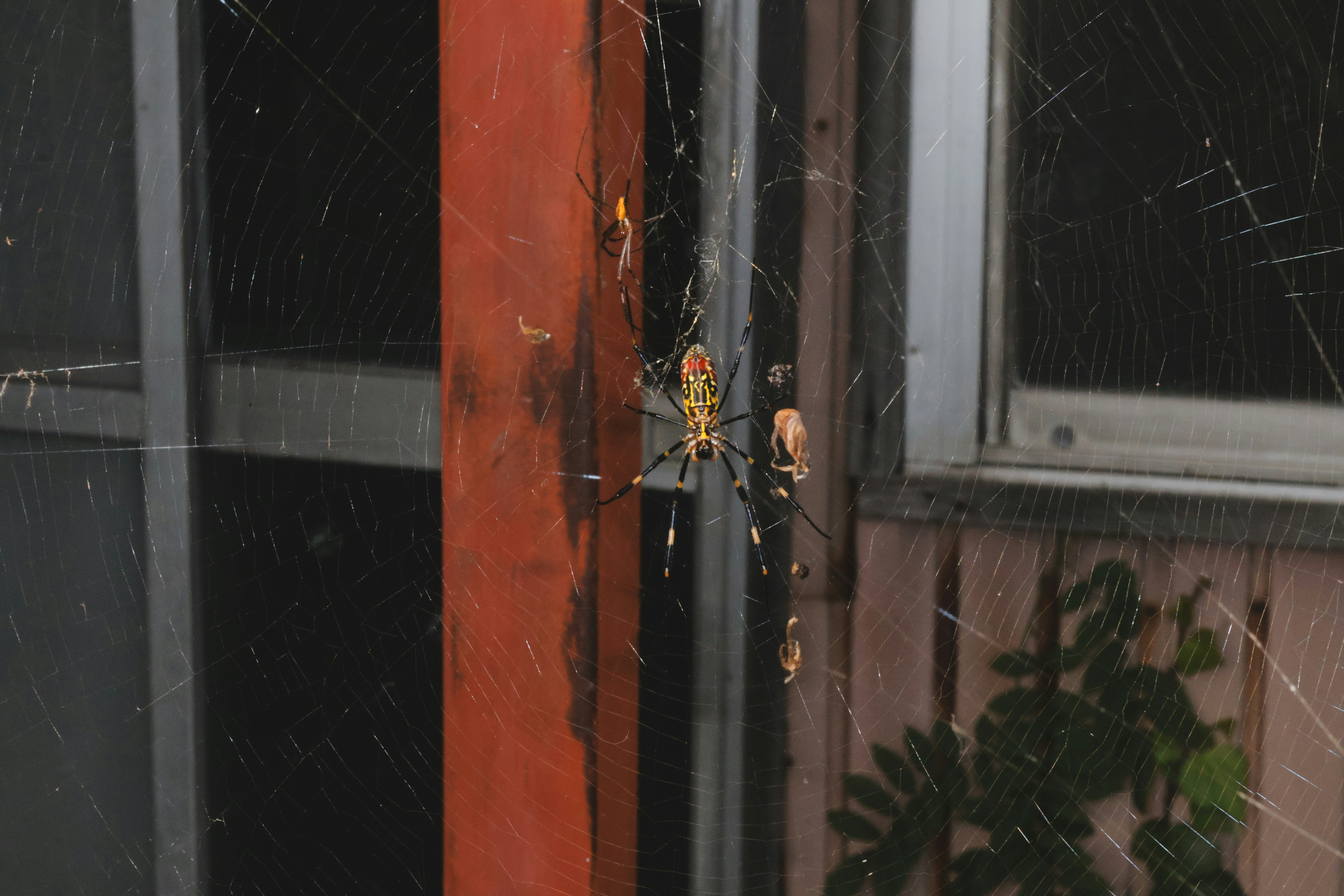 Spider on a Web Framed by House Facade