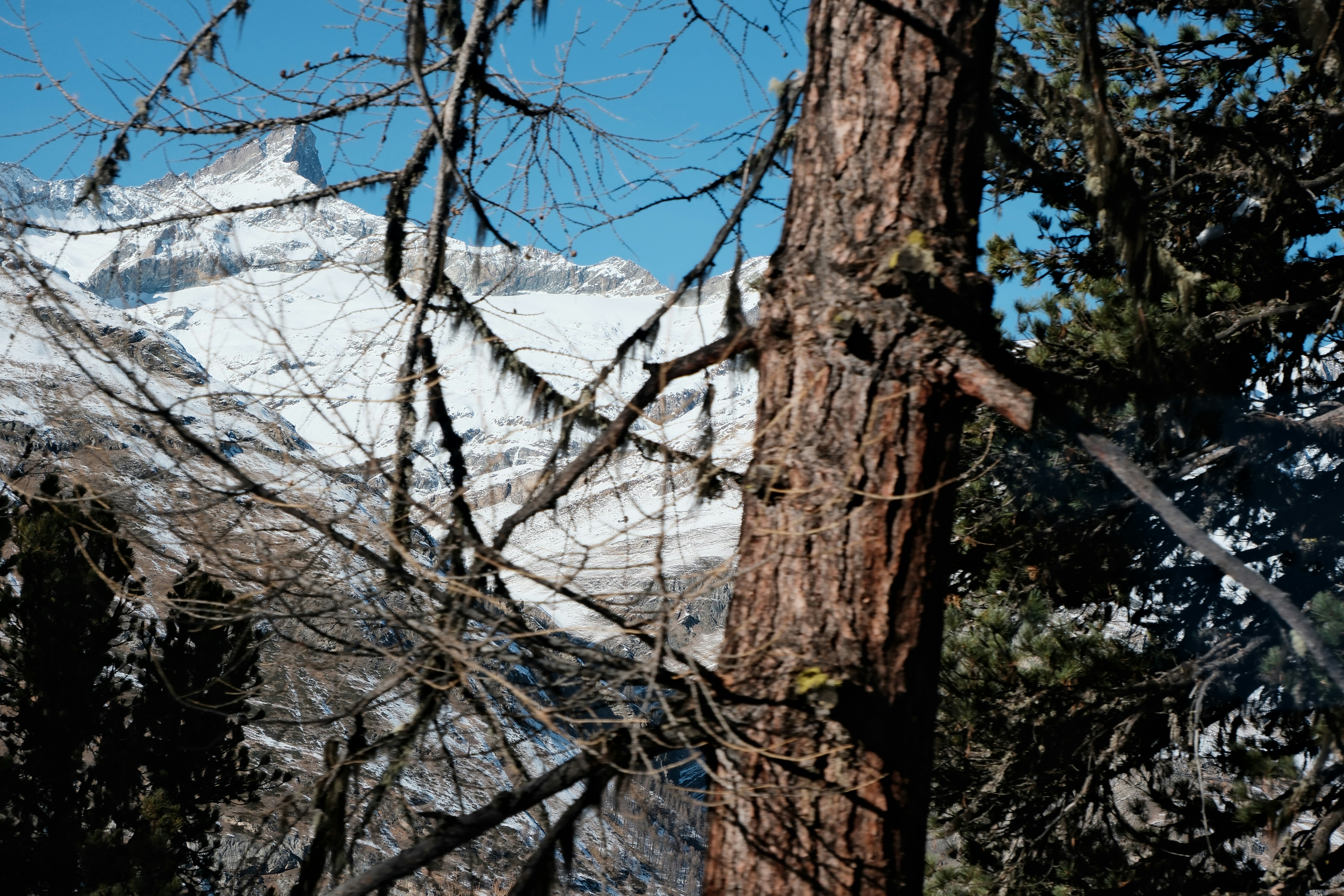 Snow-capped peaks peek through a stark forest of pines