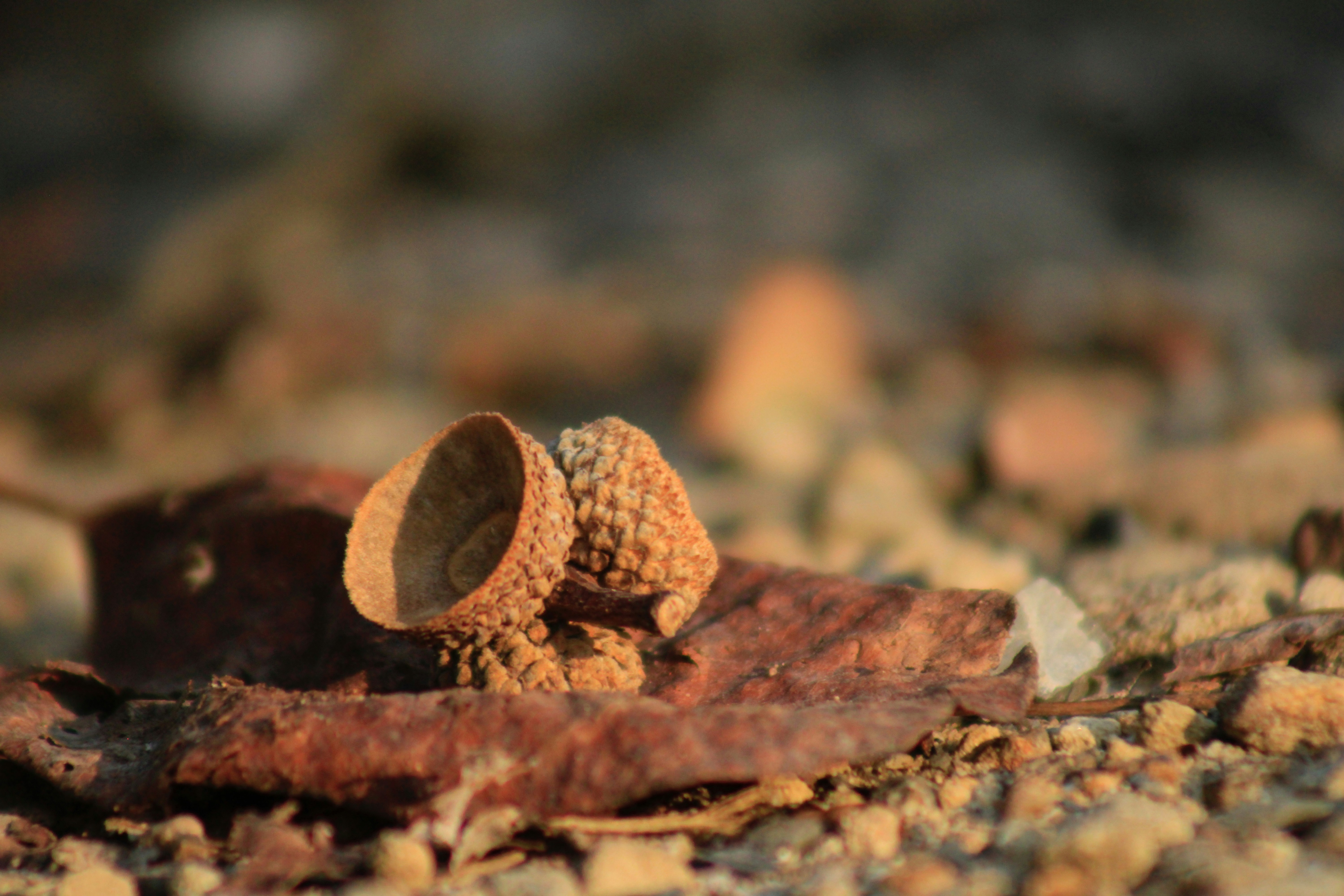 Seeded Quiet: A Cradled Acorn Moment on a Bed of Autumn Gravel