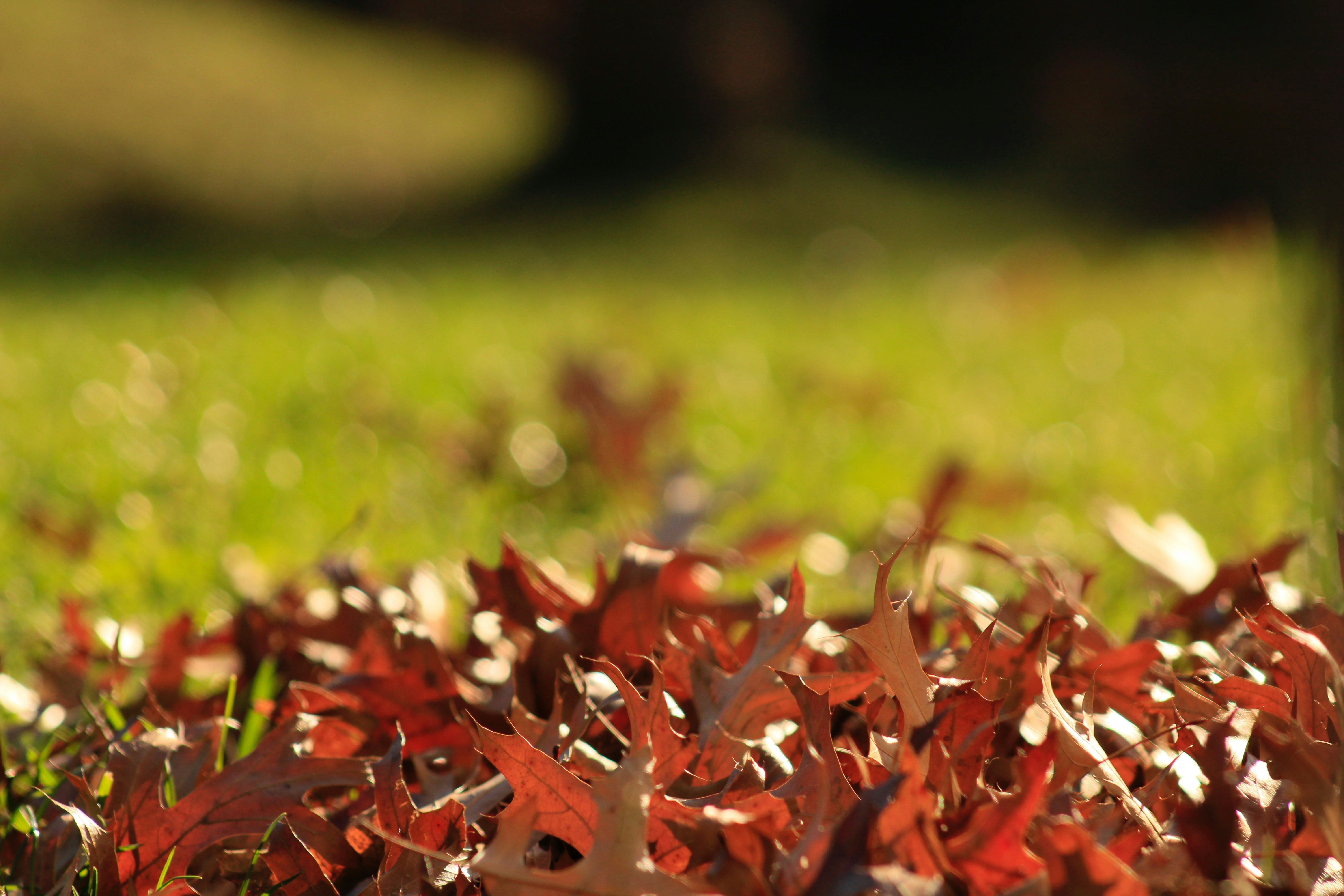Autumn Ground Drama: Crimson Leaves at Sunlit Edge