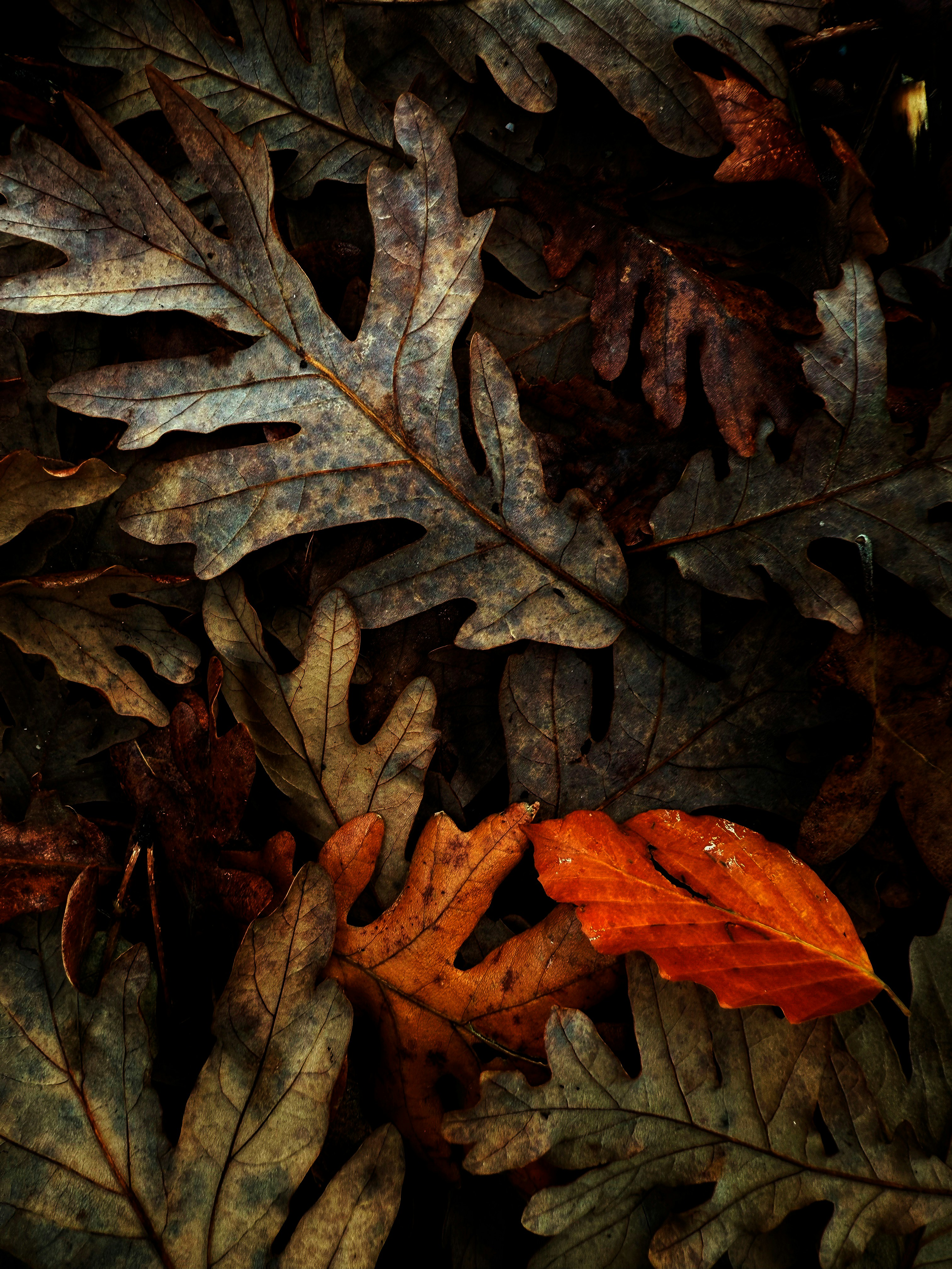 Crimson Leaf Among Ember-Hued Oak Carvings