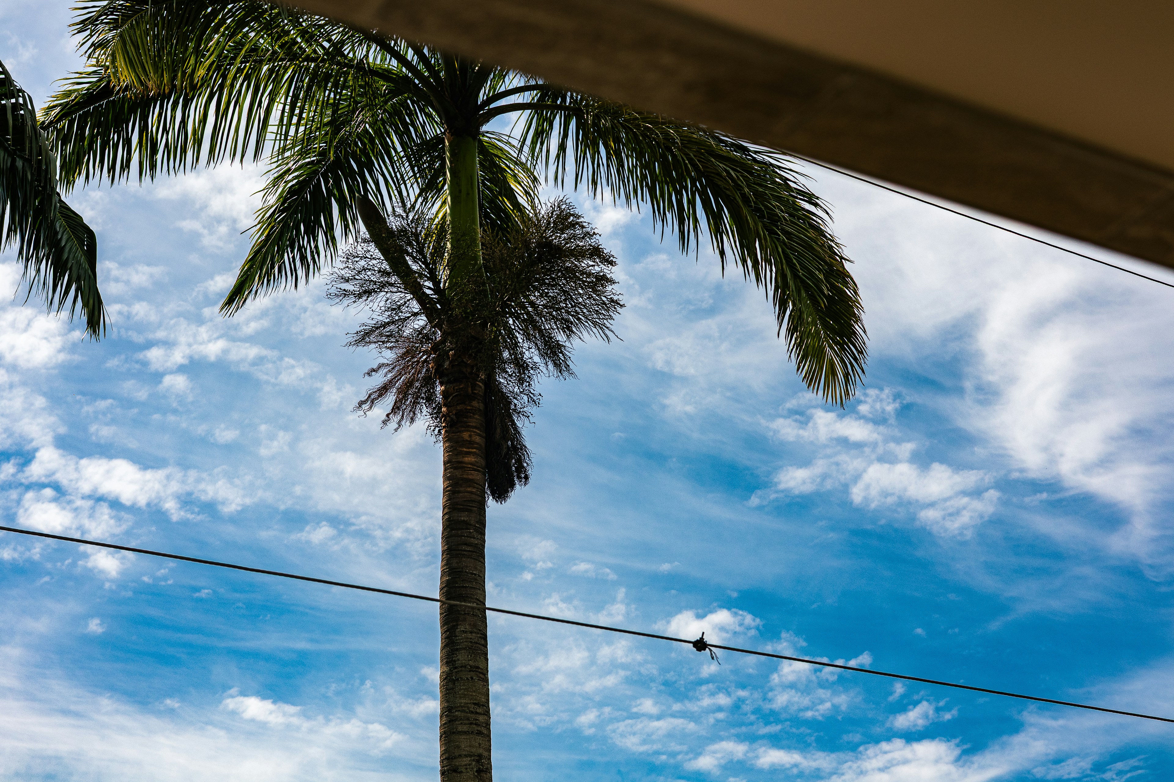 Palm Canopy Against a Clear Sky