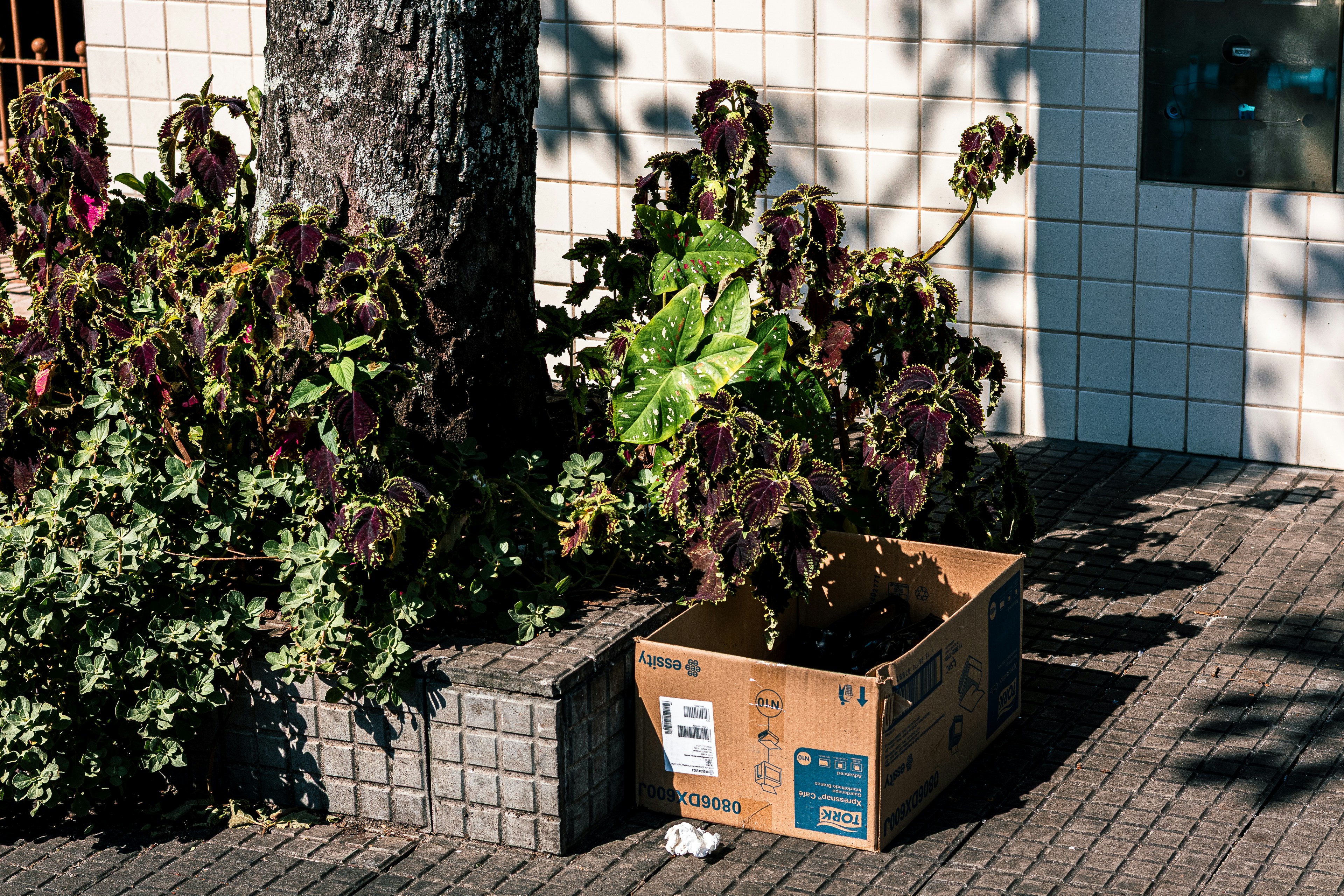 Sunlit cardboard box sits among potted plants beside a tiled wall; a few shadows from nearby foliage fall across the scene, with urban detail and texture emphasized.