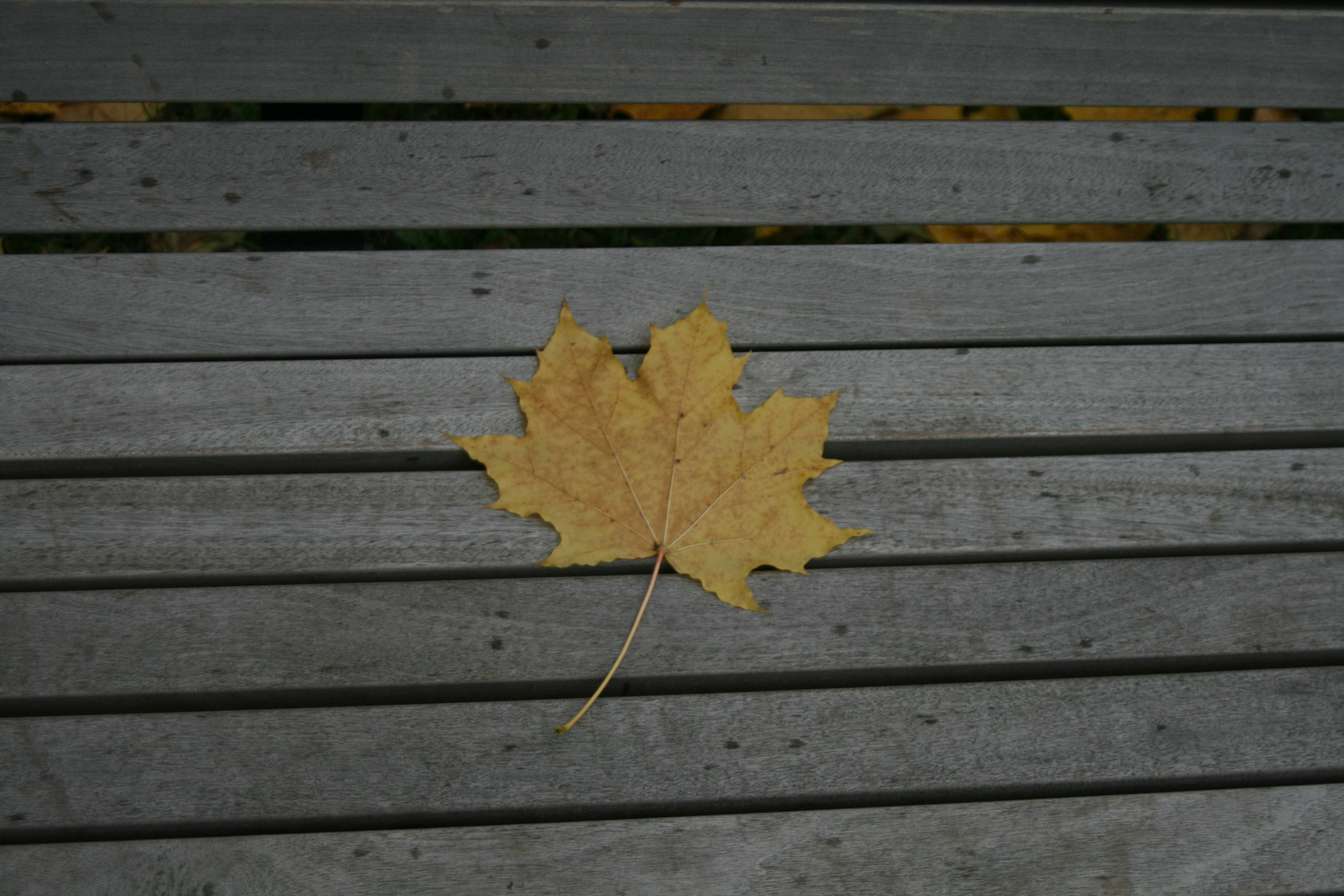 Single Autumn Leaf on Weathered Wood
