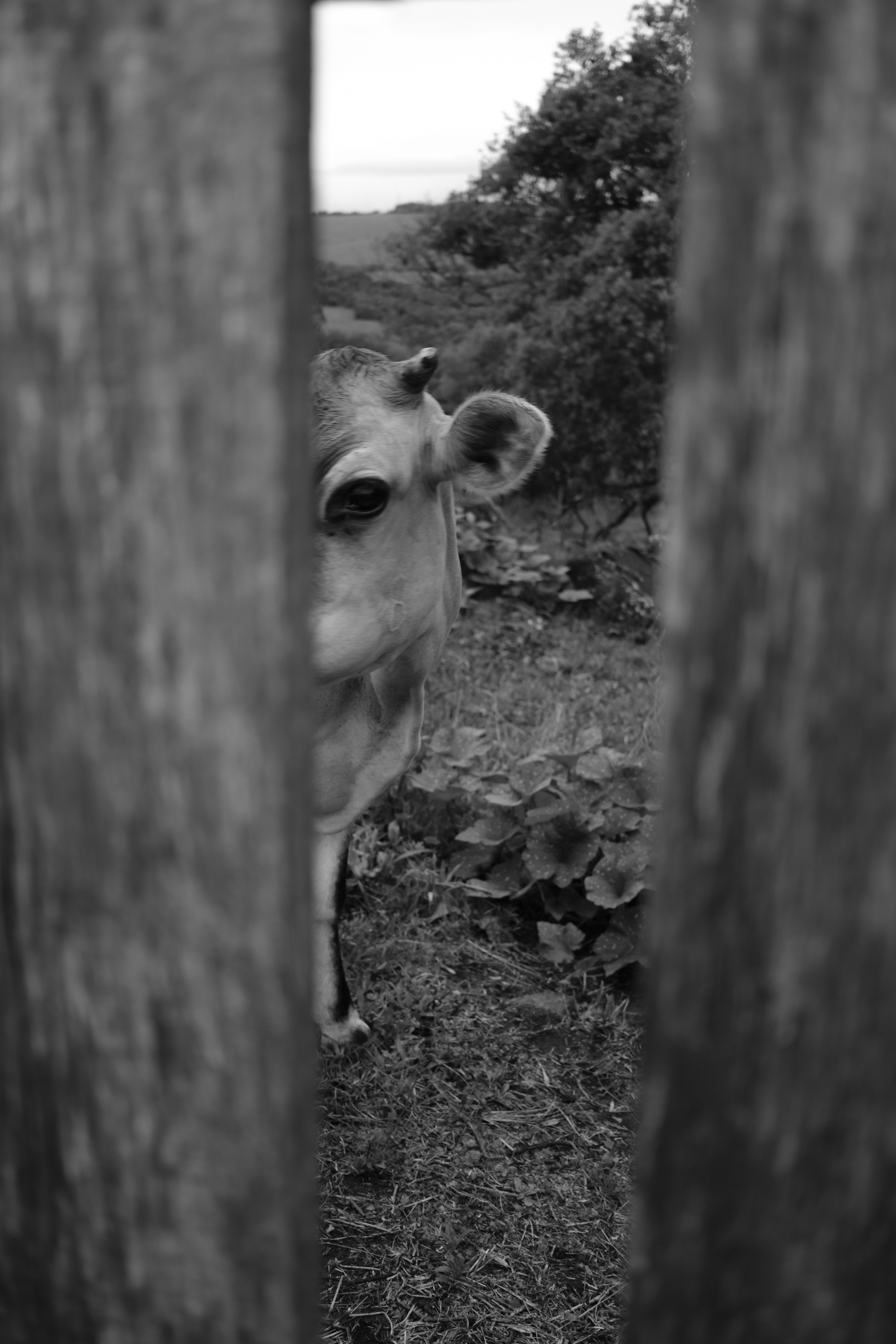 Peeking Past the Fence: Gentle Gaze from a Farm Friend