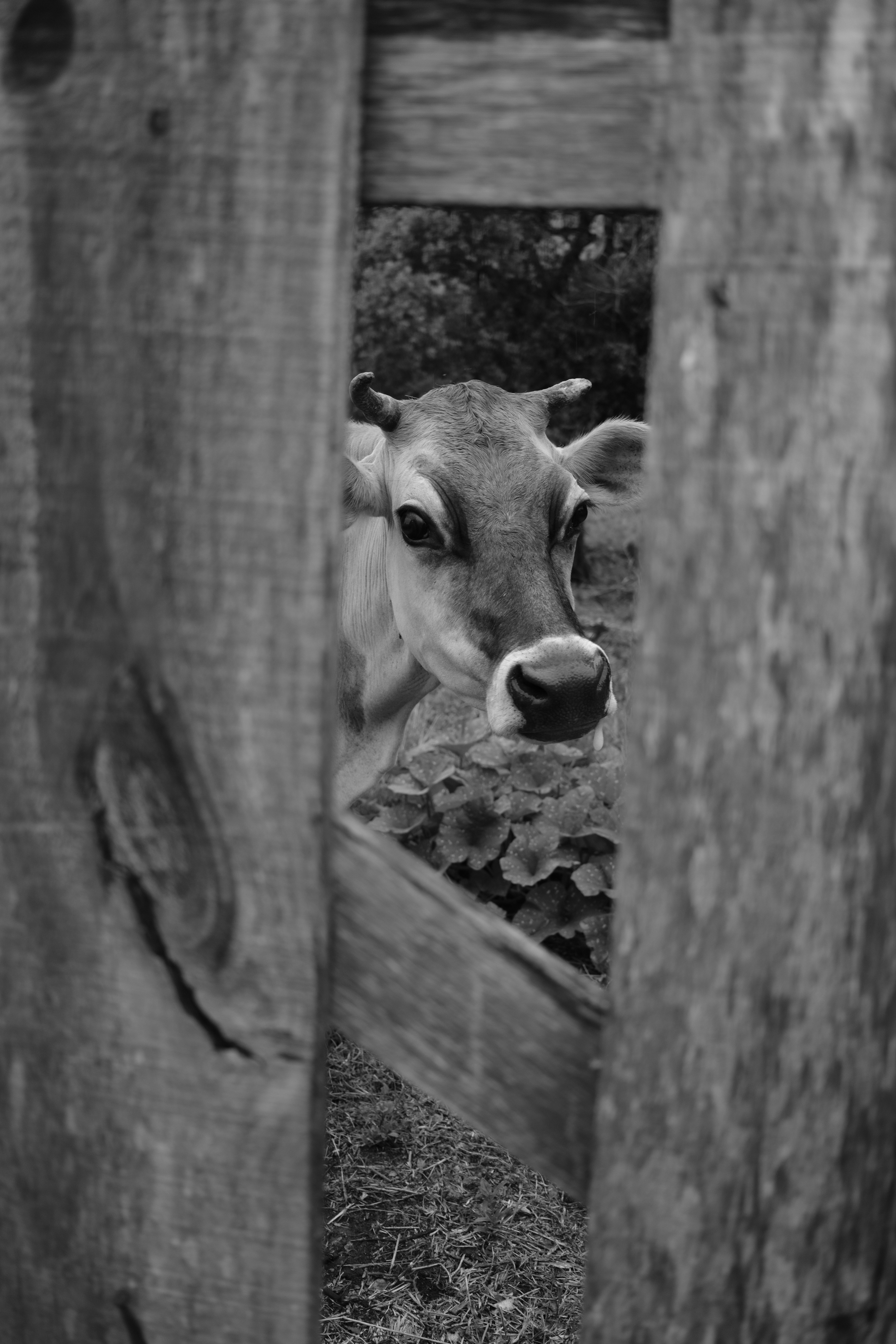 Through the Slats: a Cow’s Curious Gaze framed by Weathered Wood