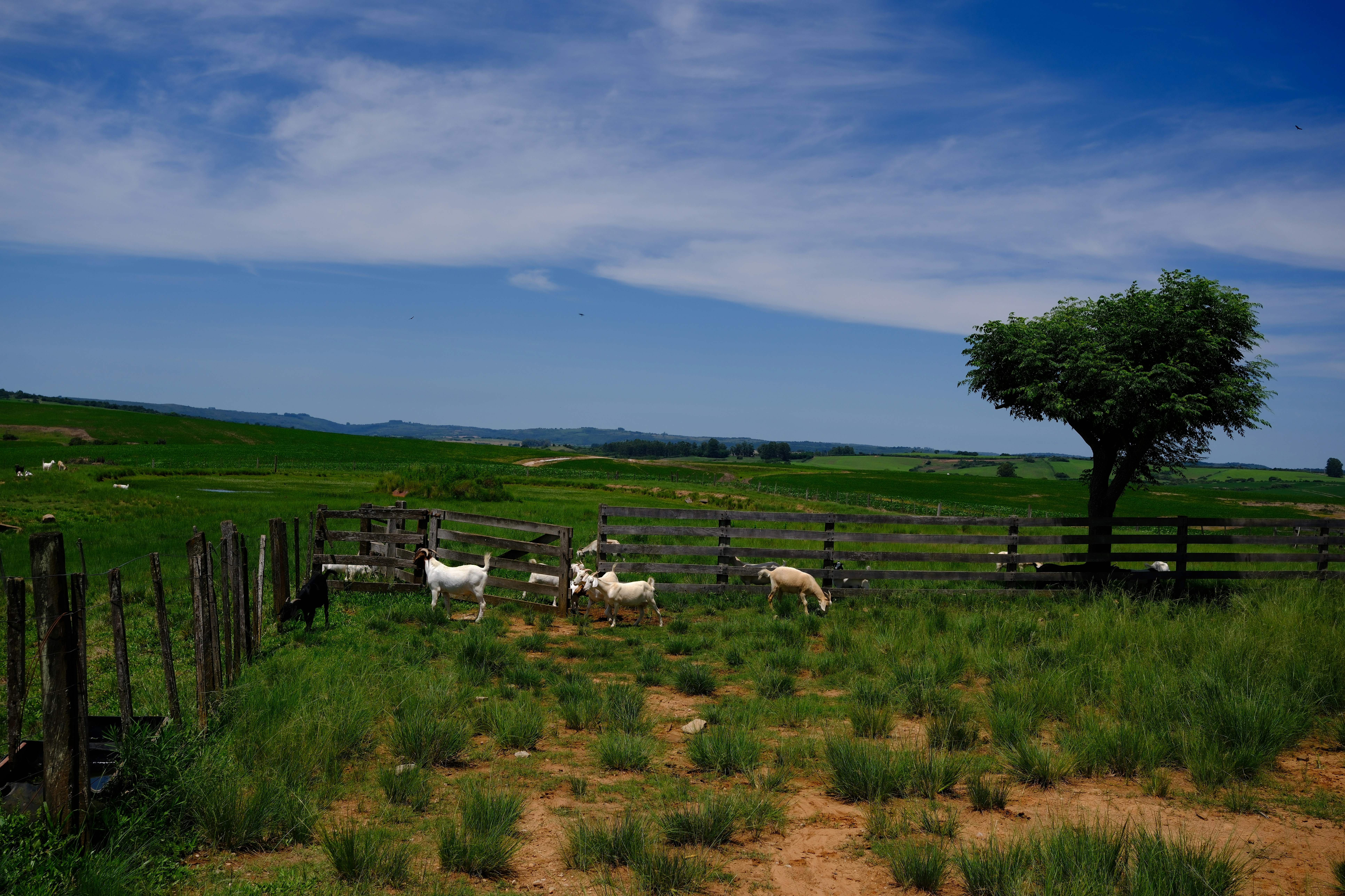 Pasture Edge: A Lone Tree and Flock by the Fence