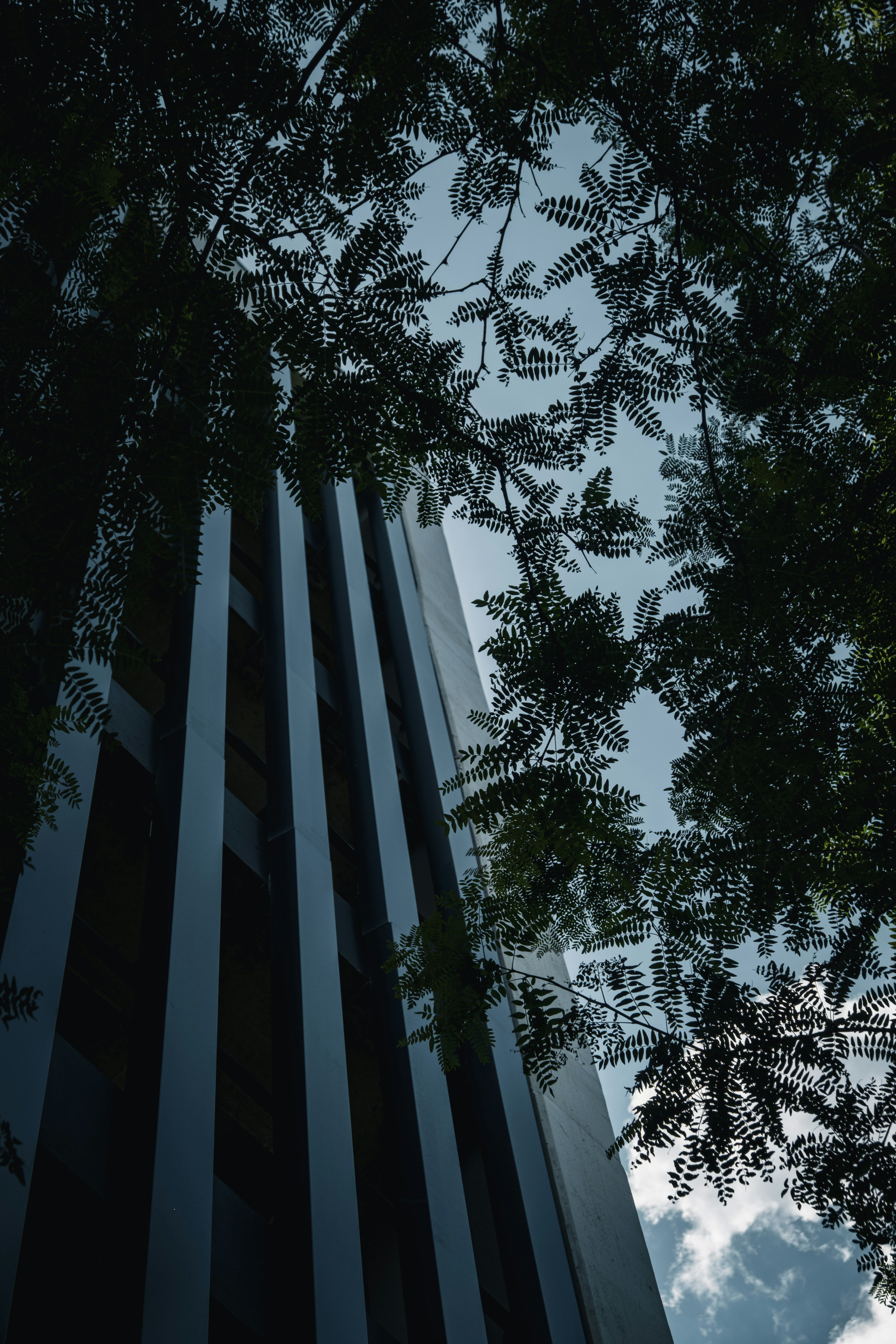Shadowed Glass and Fern Fronds: Urban Facade Beneath Canopy