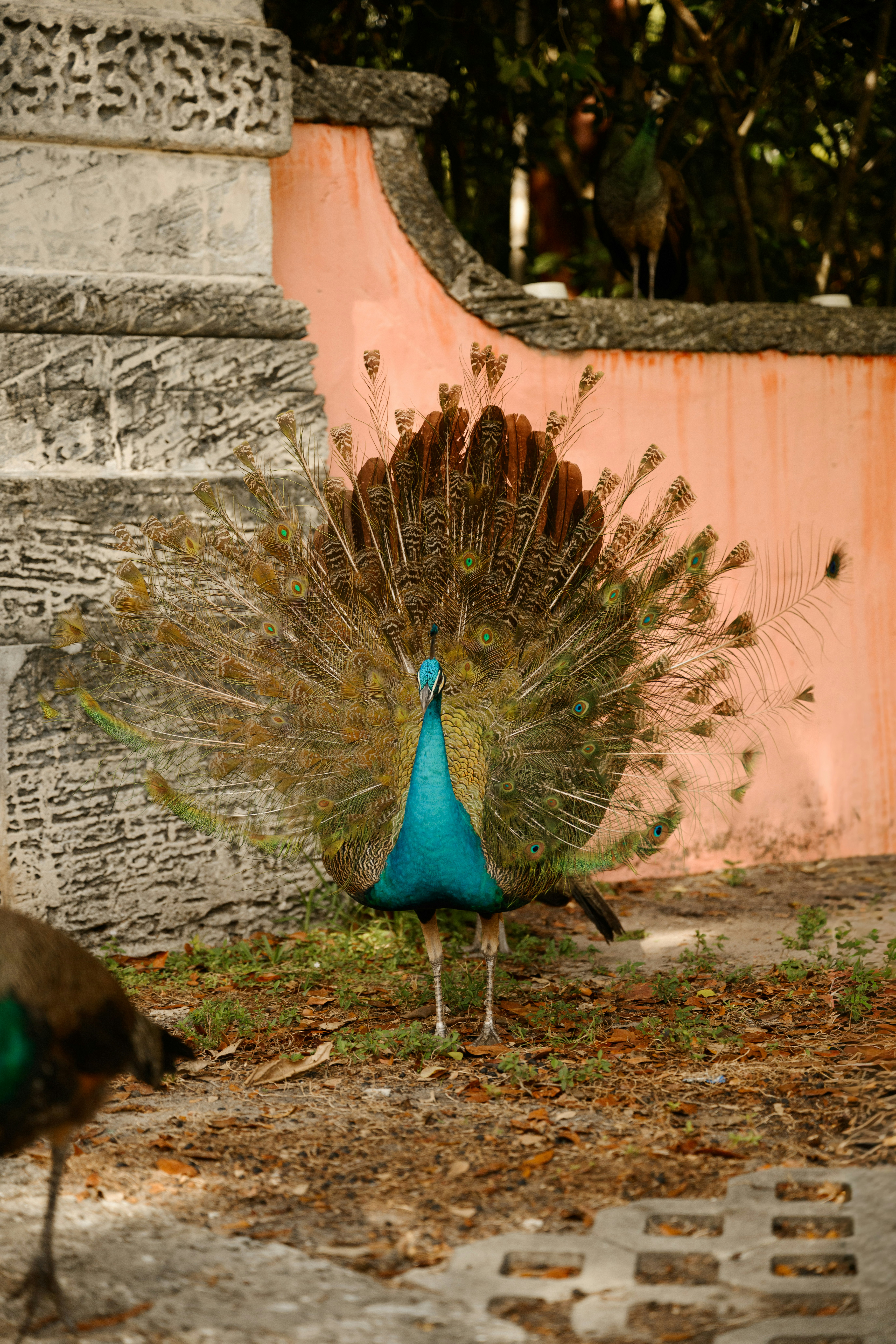 Emerald Crest in the Courtyard: A Peacock Preens Amid Stone and Sand