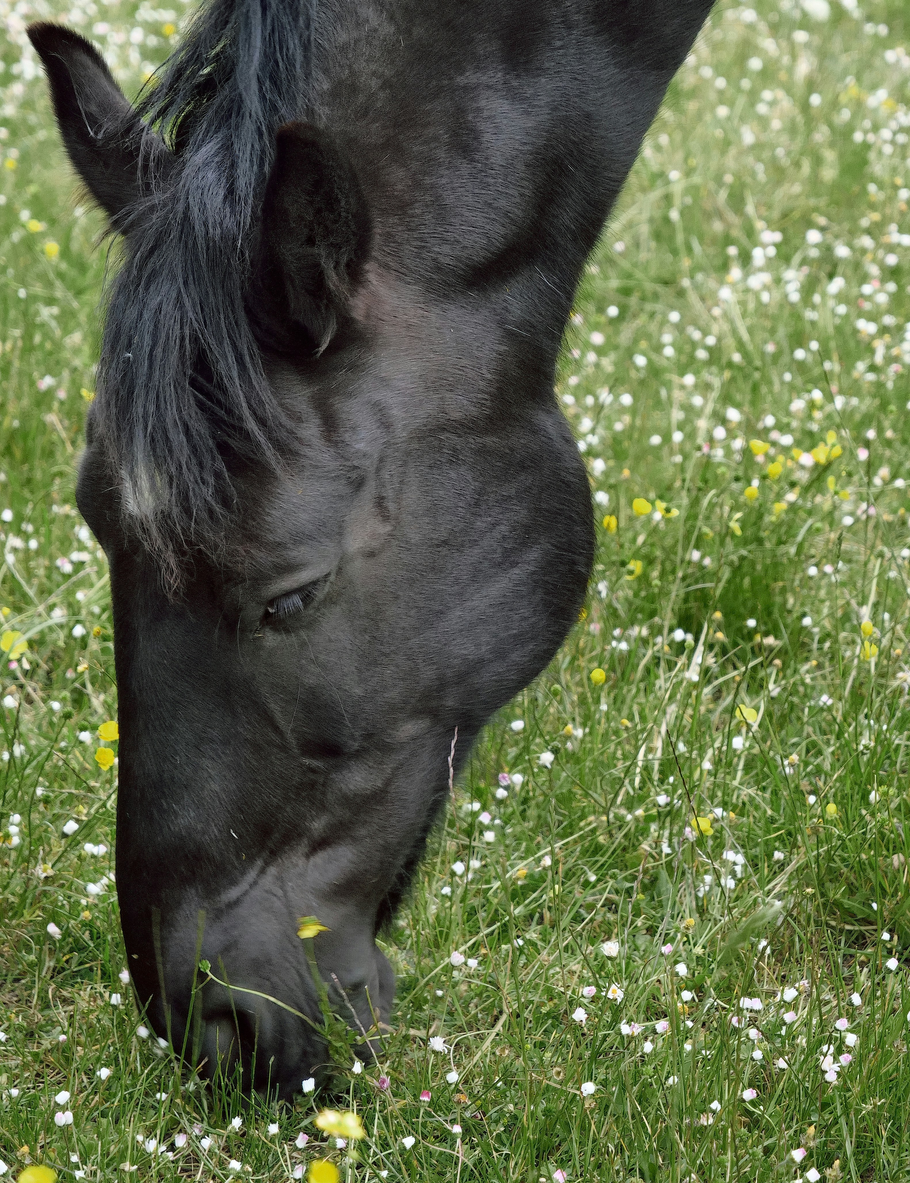 Dark mane in a sunlit meadow: a close grazing moment