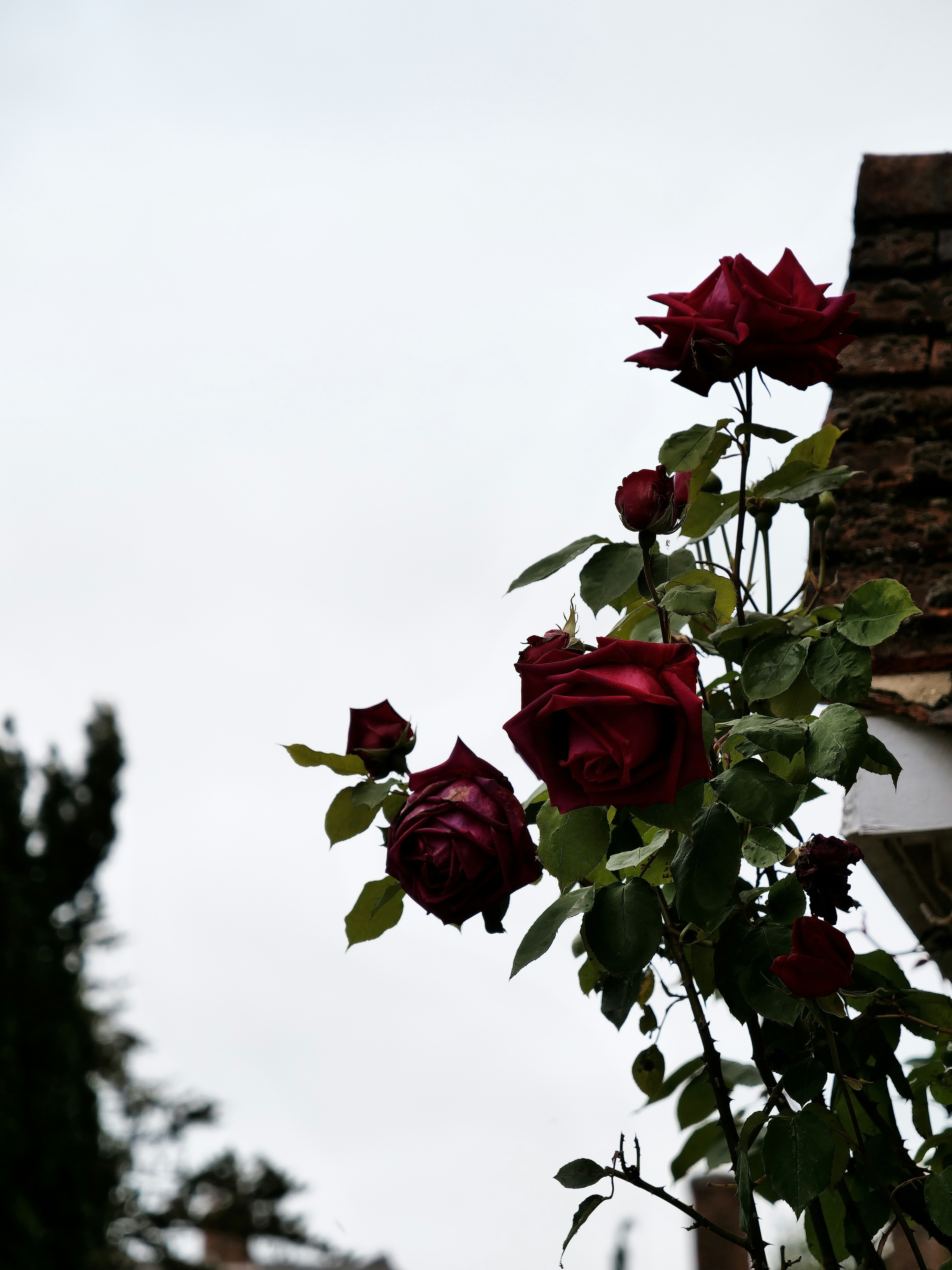 Crimson Roses Climbing a Brick Wall at Dusk
