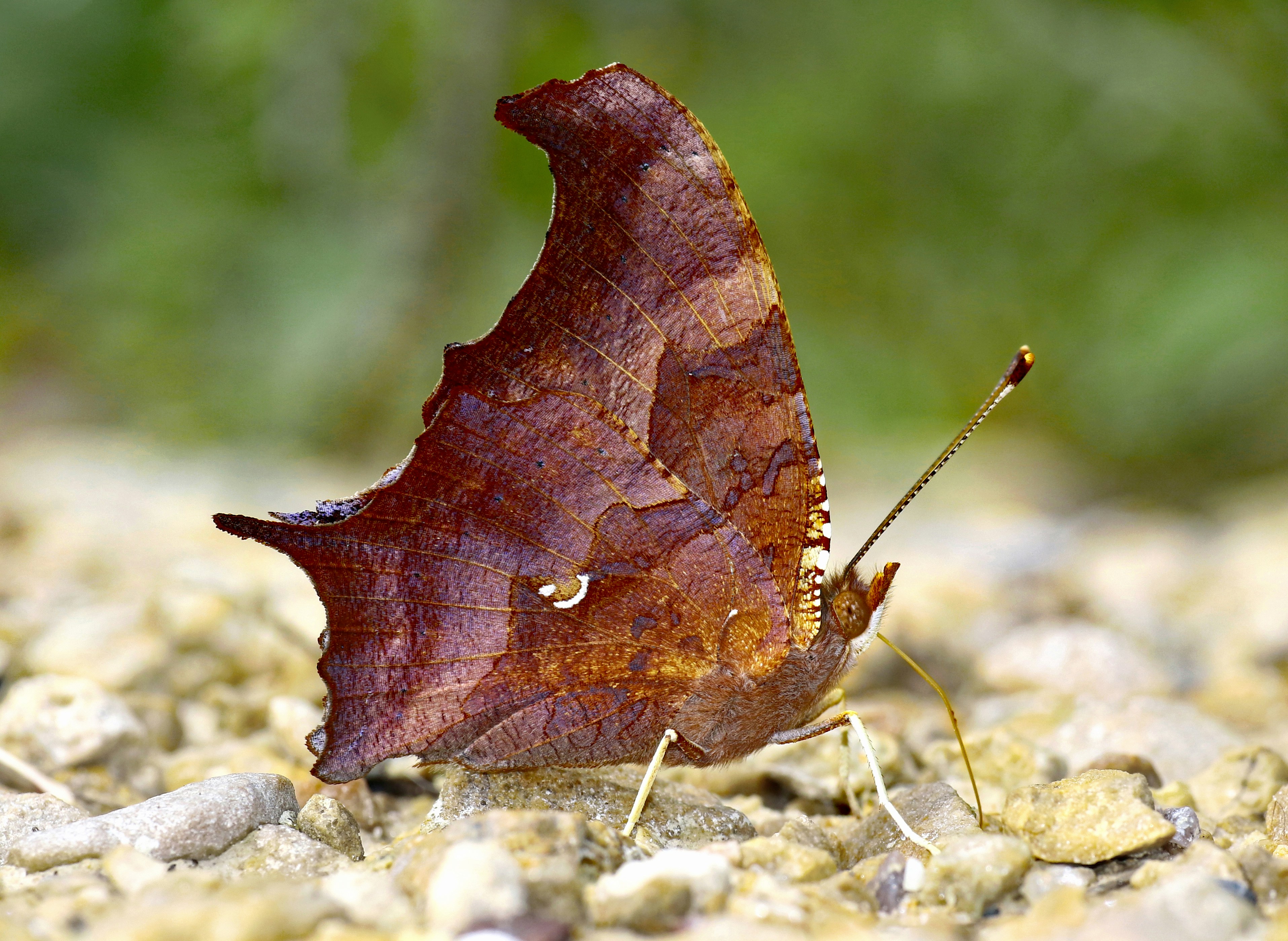 Crimson Leaf Butterfly Stance on Pebble Ground