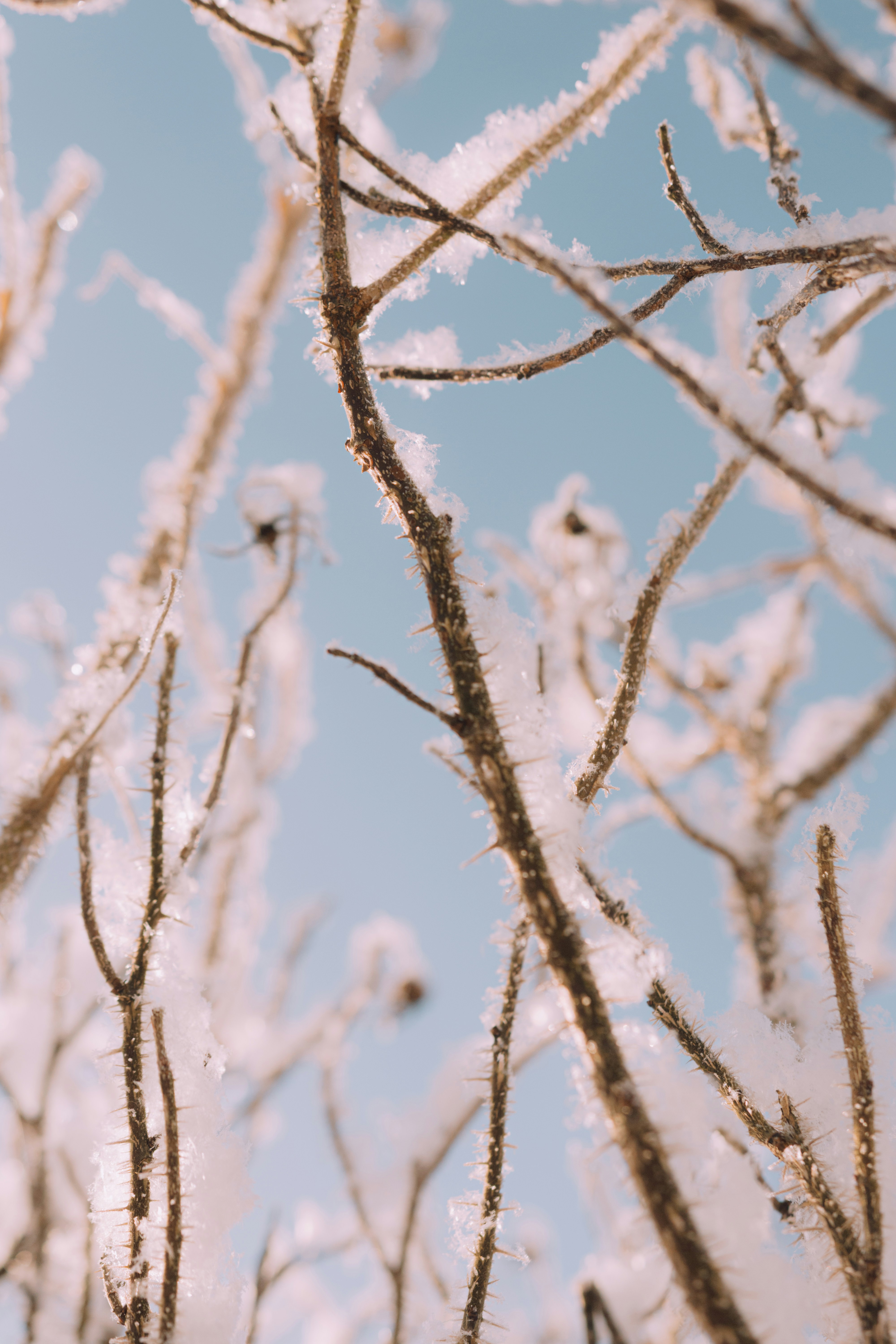 Frosted Branches Reaching Toward a Clear Winter Sky