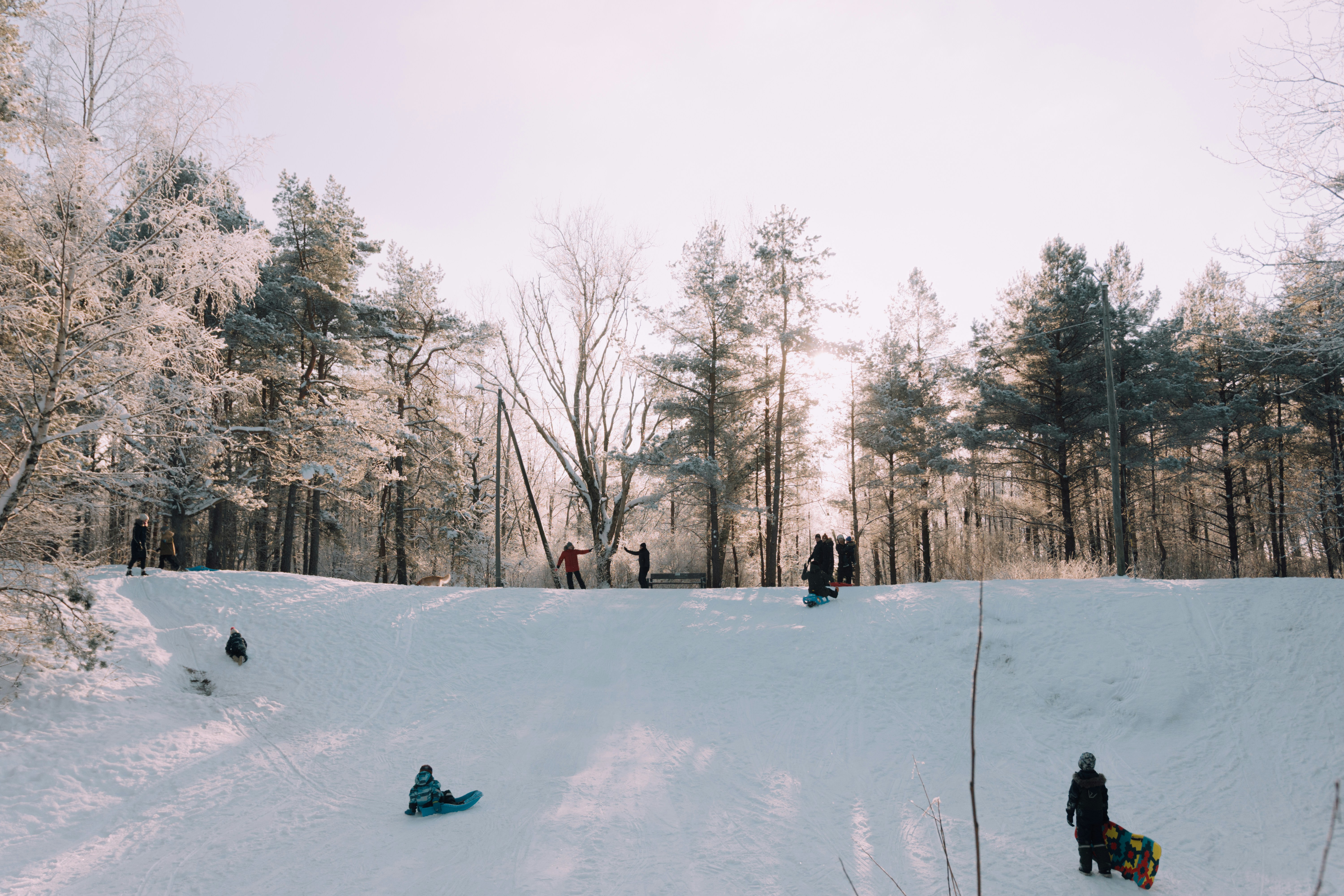 Snowbound Slopes: Families and Friends Converge in a Quiet Winter Clearing