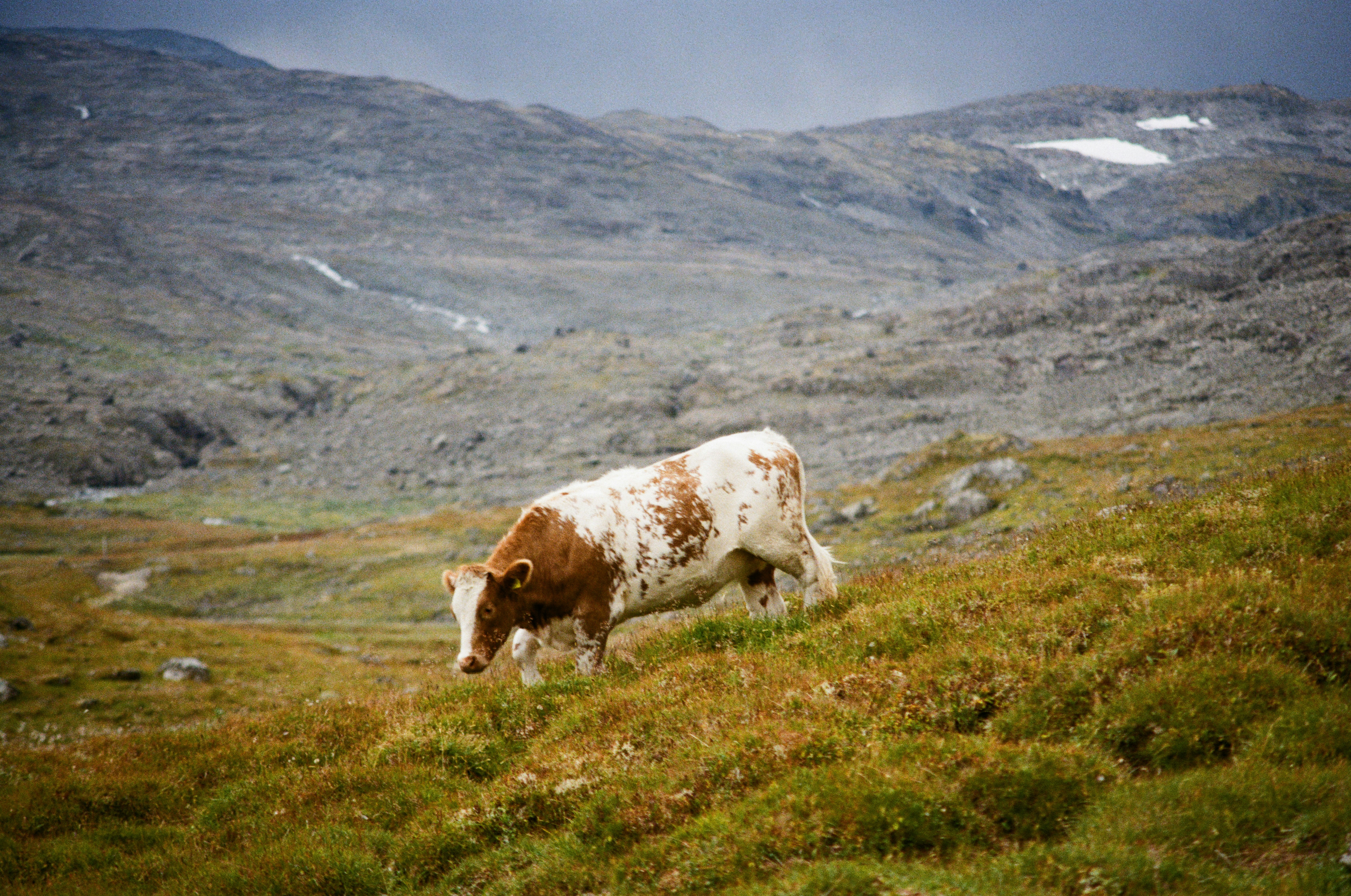 Highland Graze: A Highland Cow on Wind-Swept Slopes