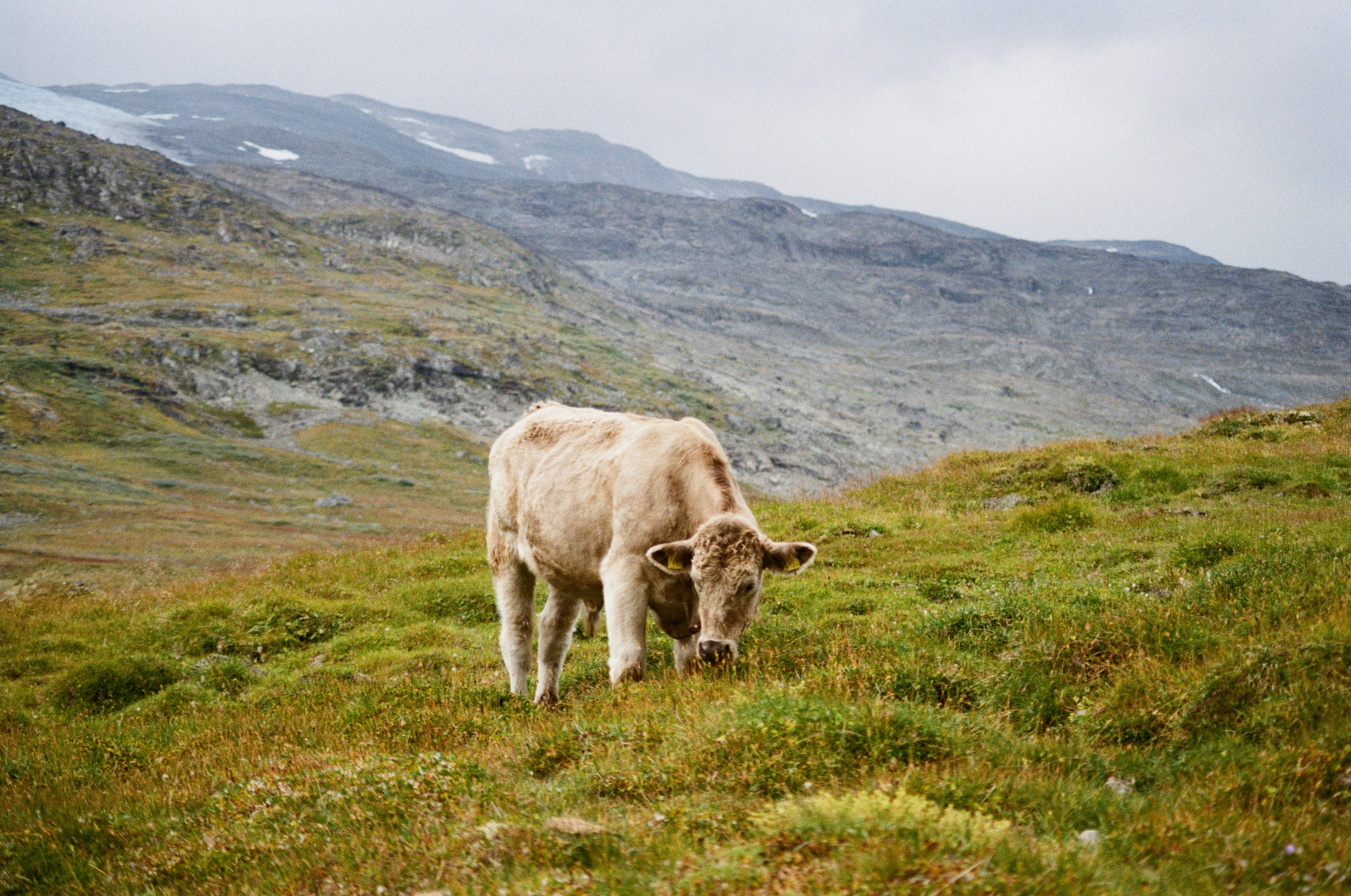 Grazing in the Misty Highlands