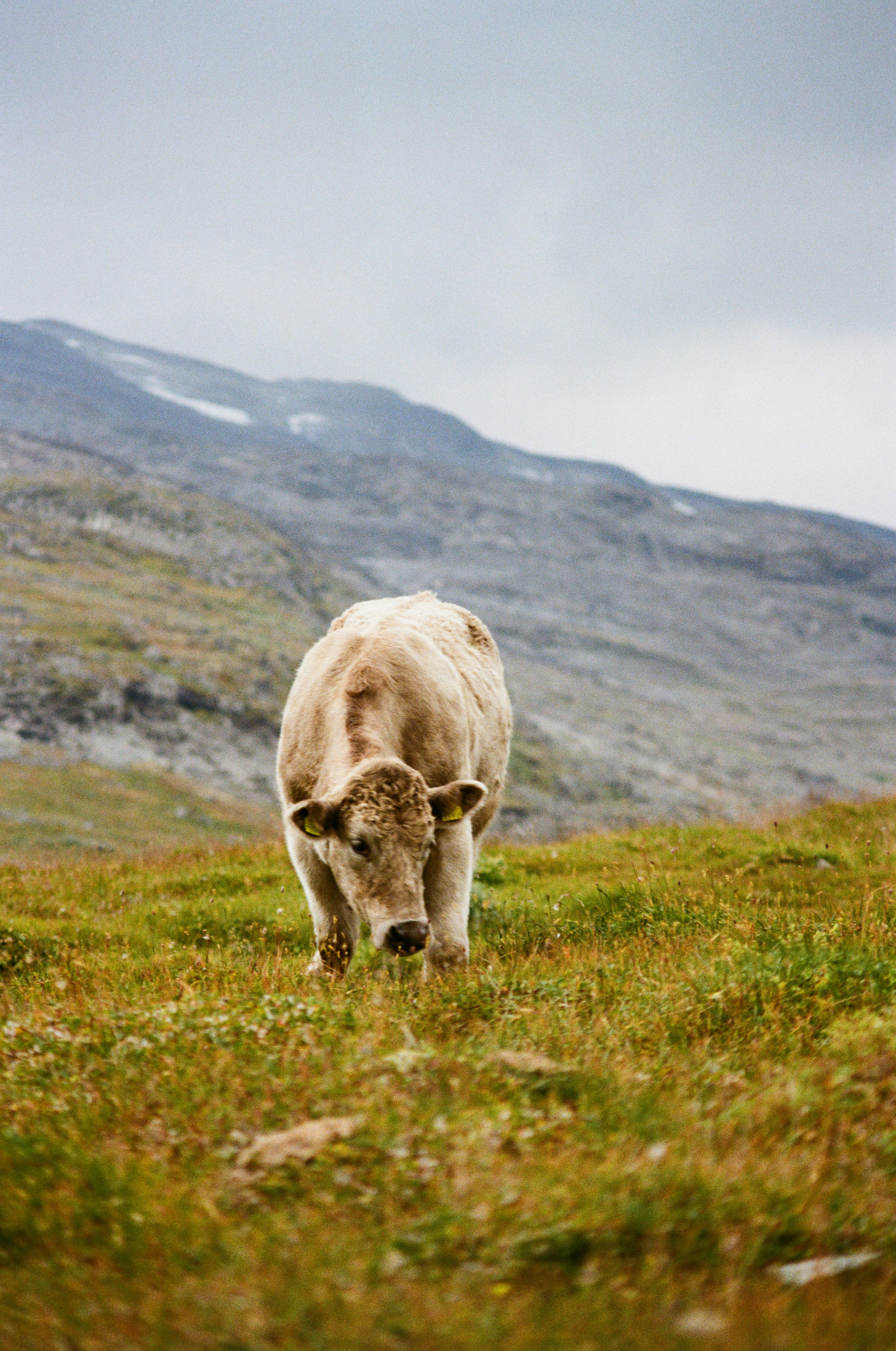 Bergen Meadow Stare: A Highland Cow in Quiet March