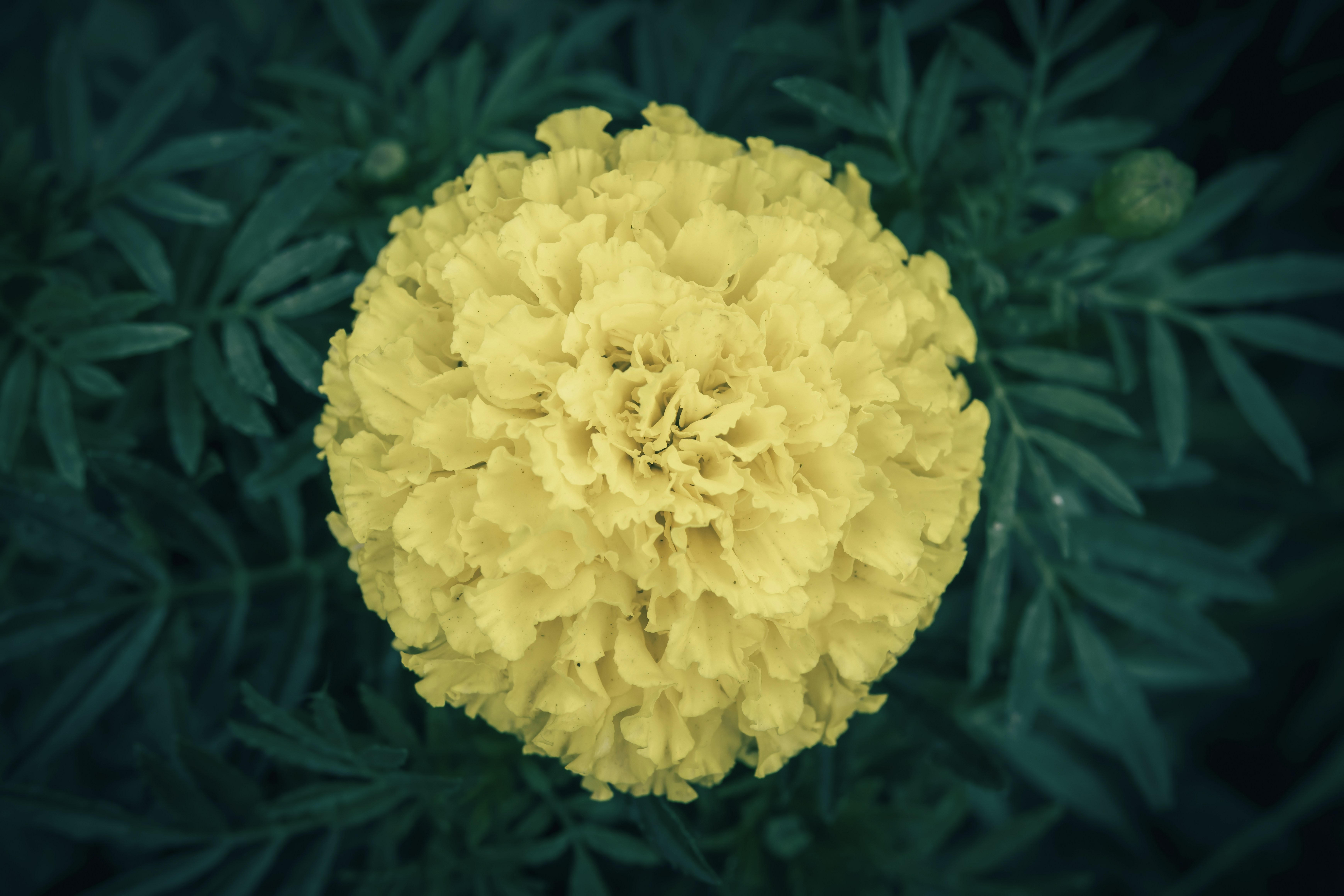 Sunlit Globe: A Yellow Dahlia Centered in Frigid Green