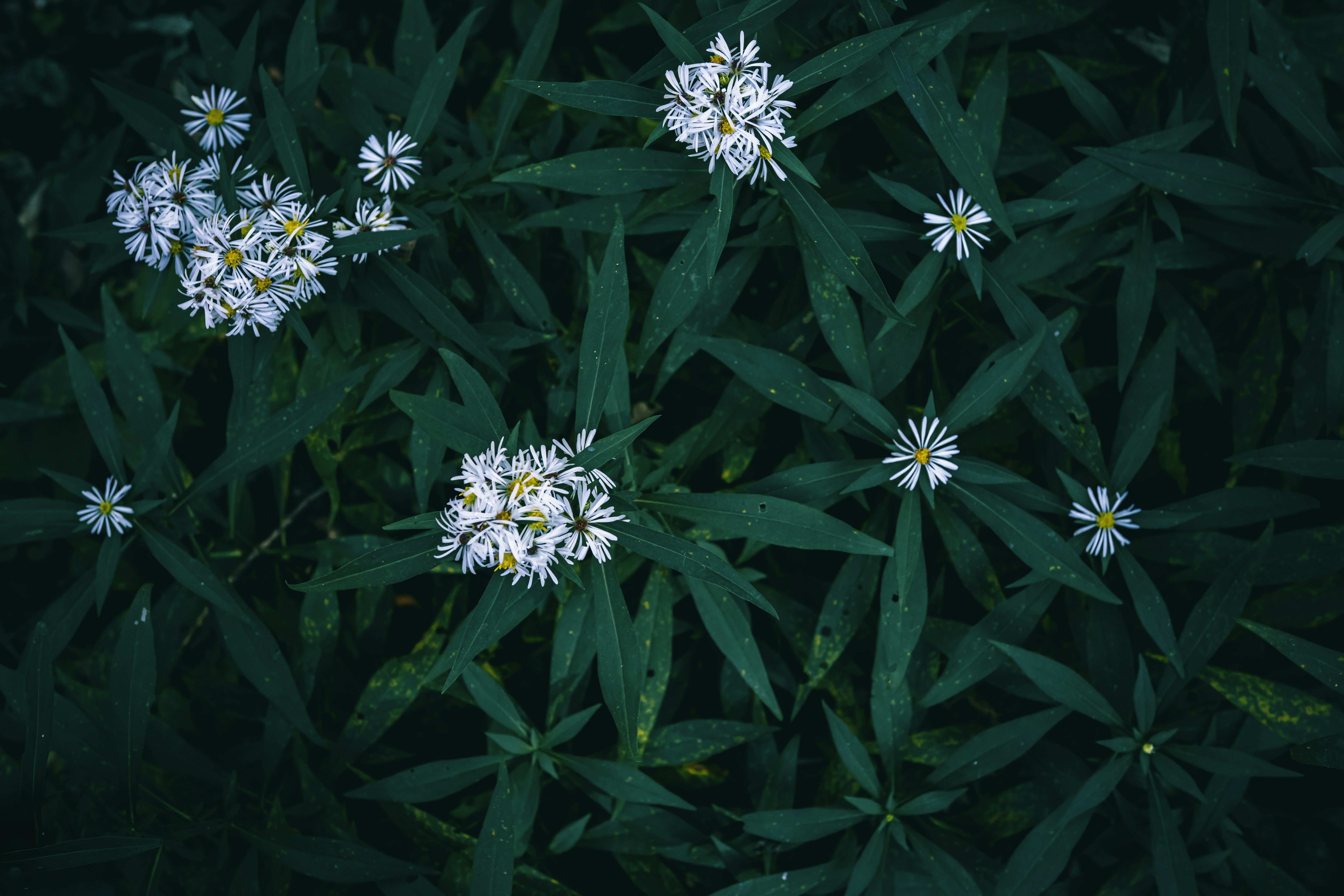 White daisies scattered among dark evergreen leaves
