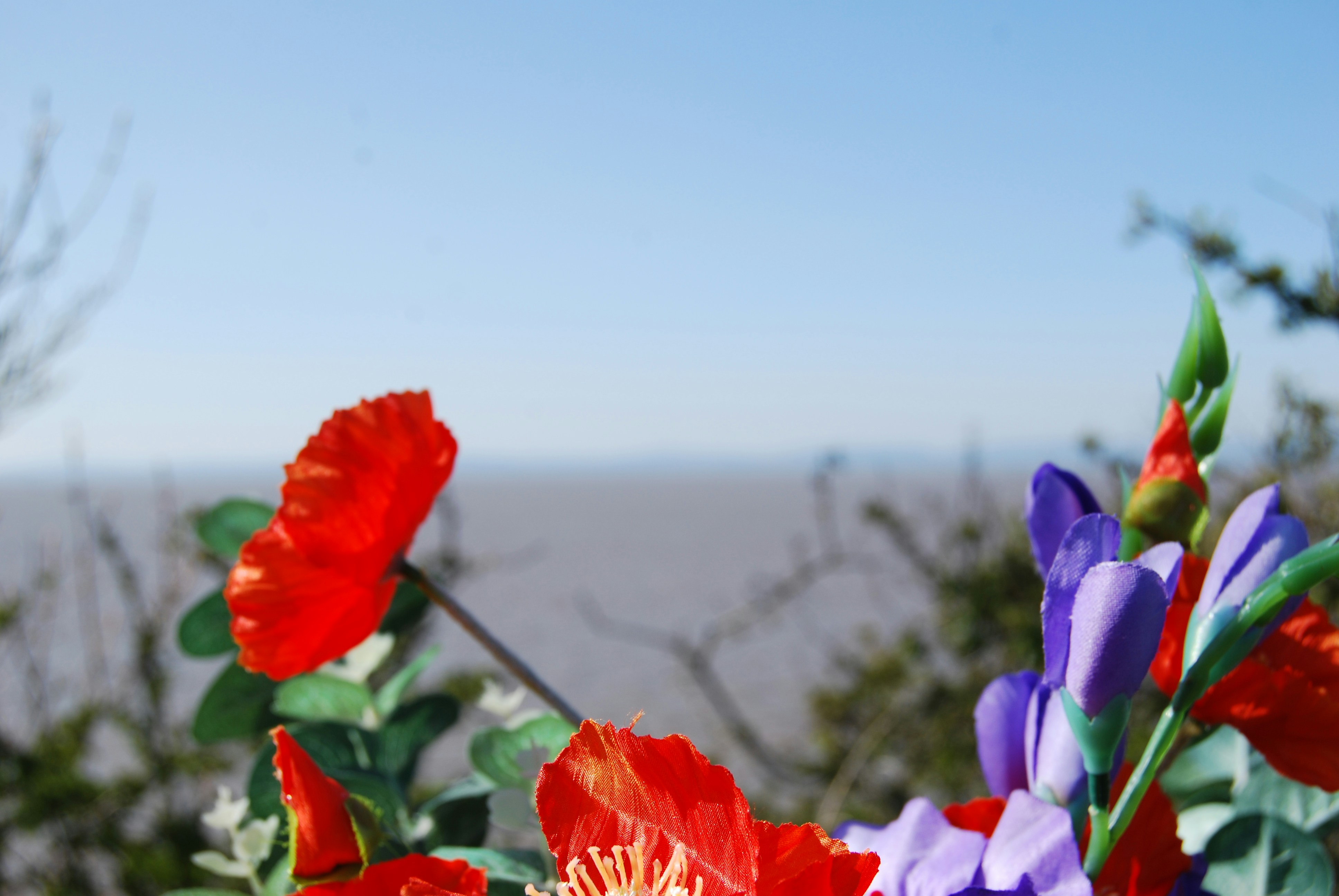 Color Burst at the Garden Edge