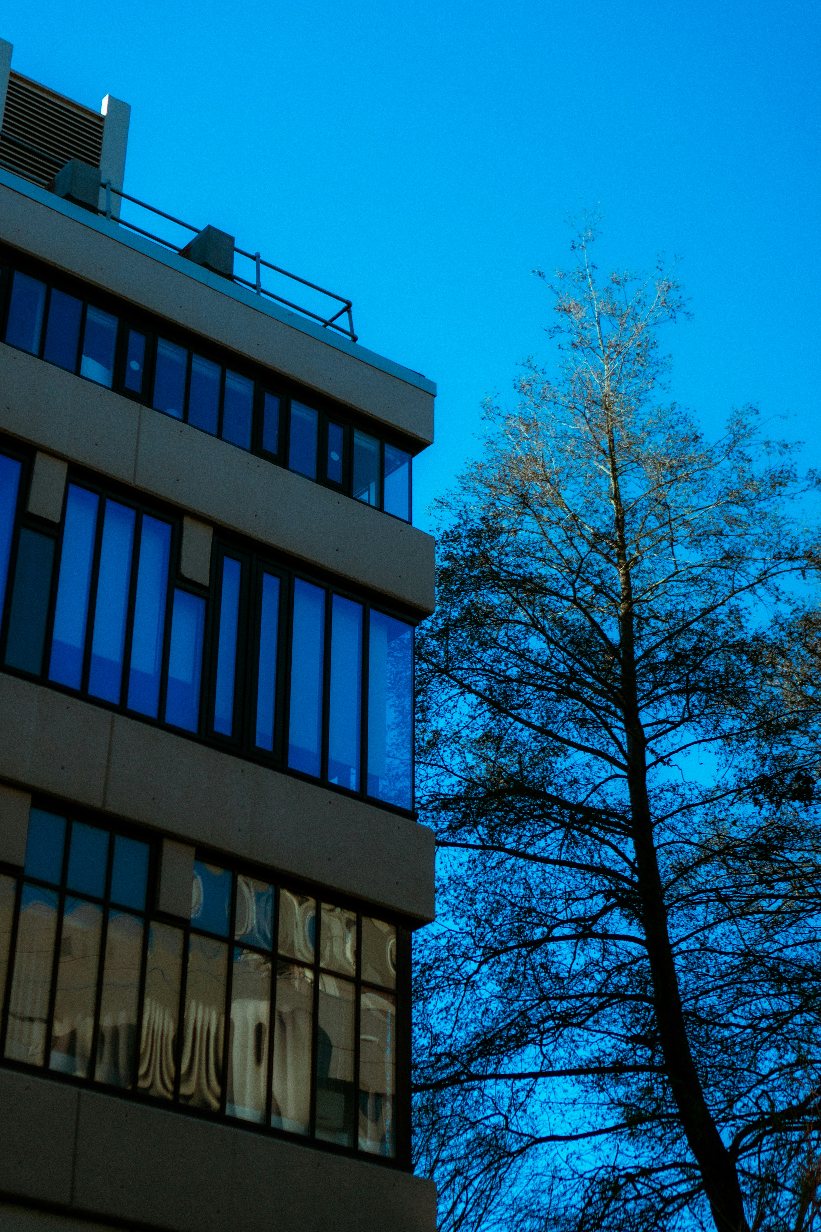 Blue Facade and Leafless Tree Against a Sky