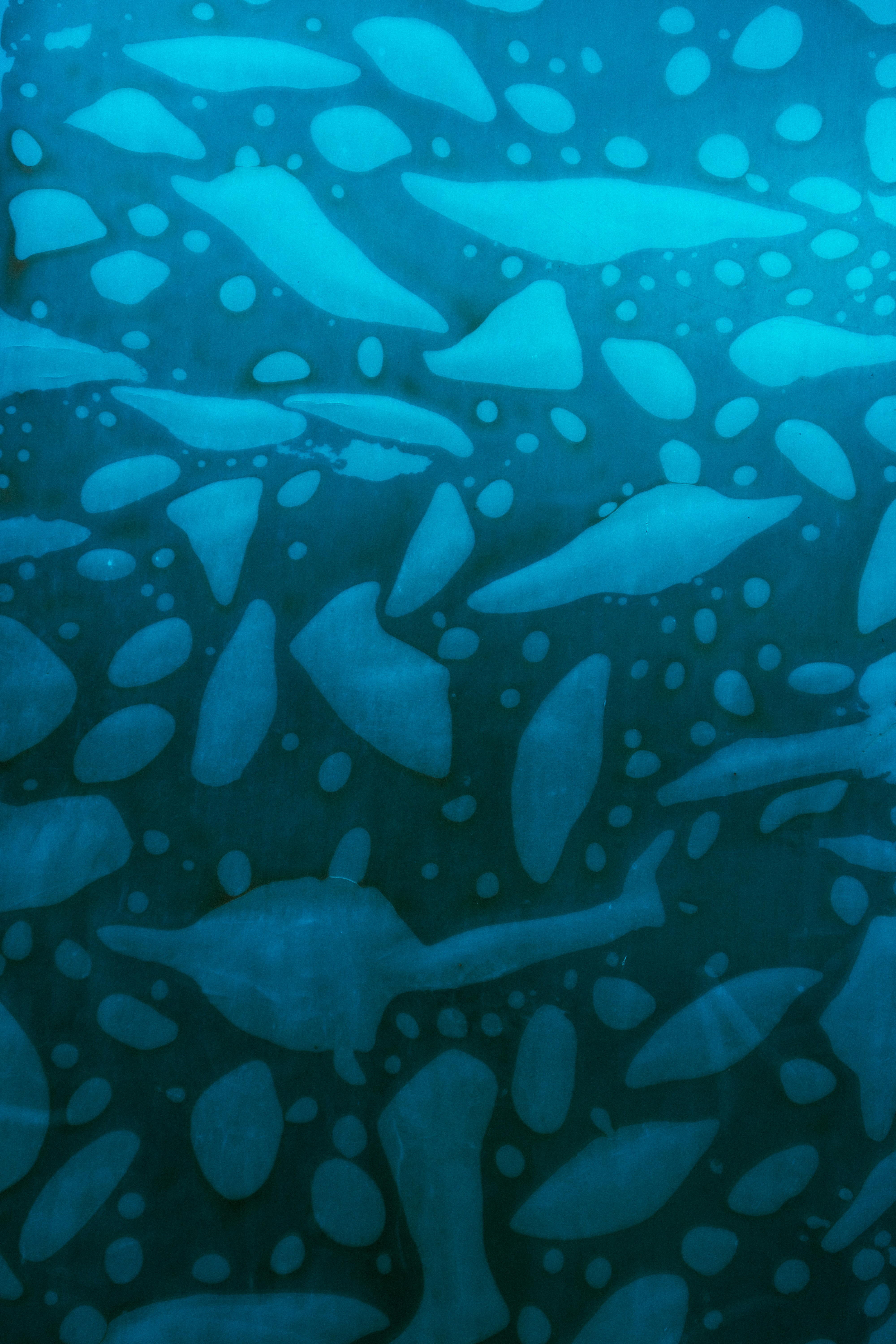 Blue Mosaic of Swimmers: Underwater Silhouettes in Motion