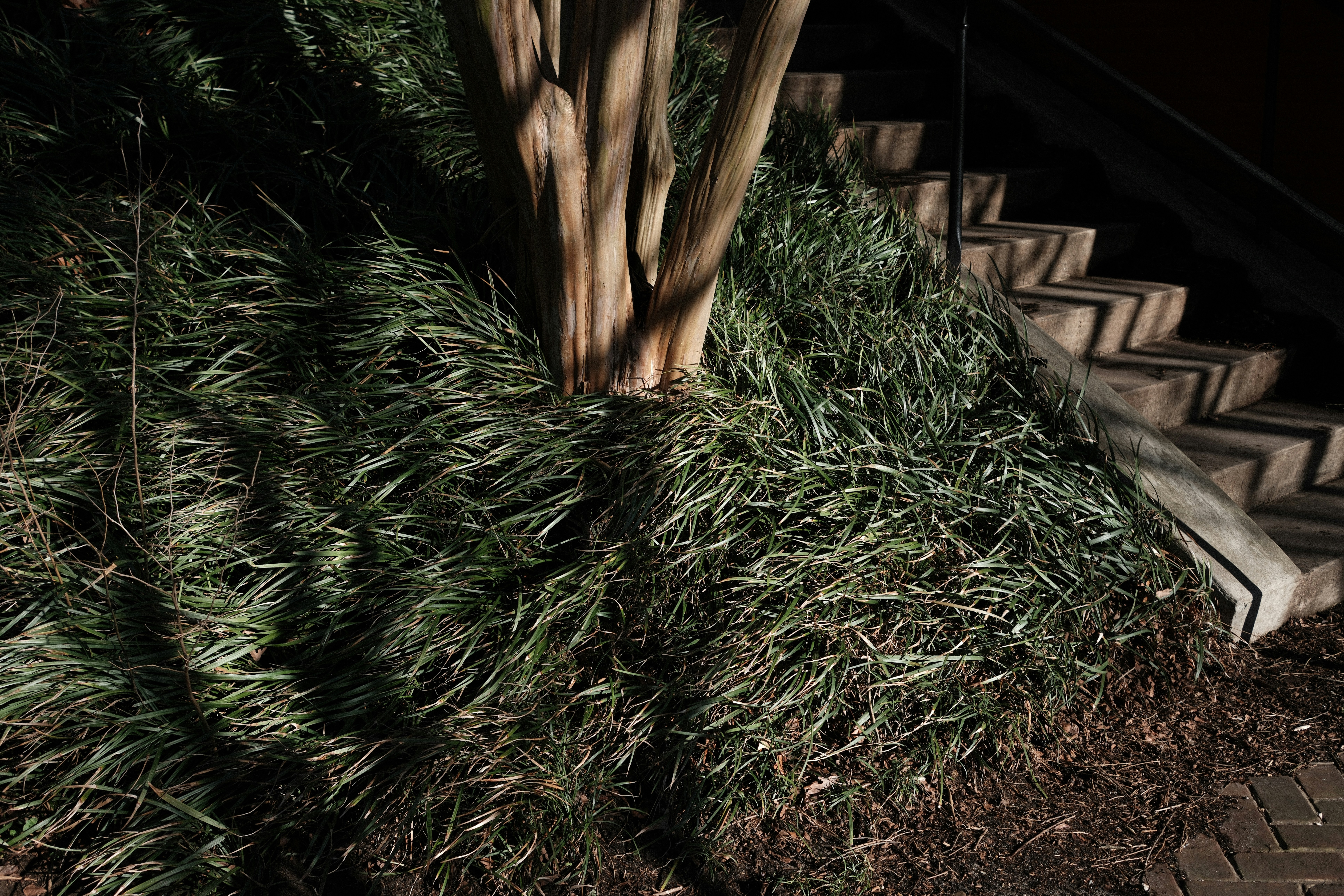 Muted greenery at the edge of a stairwell