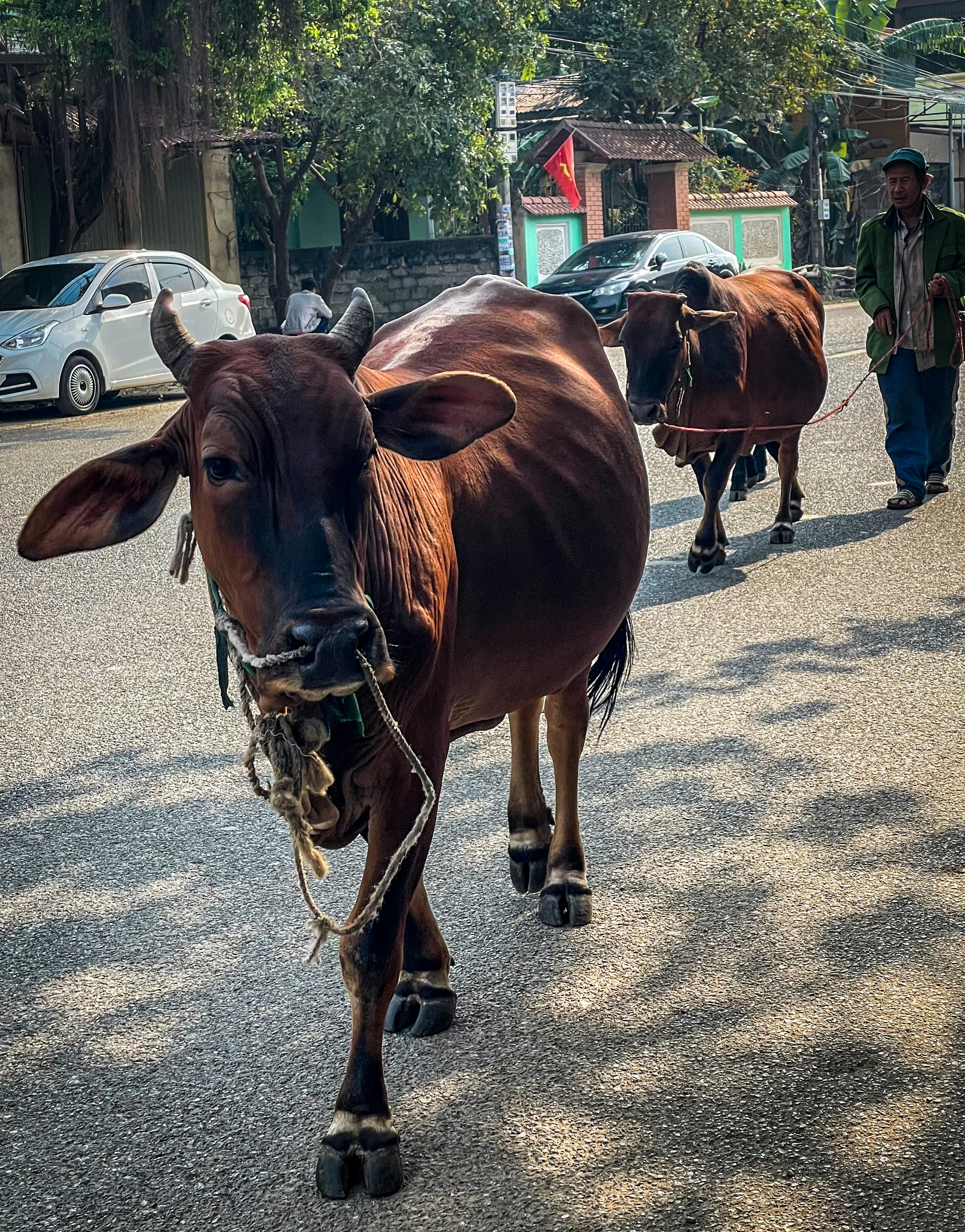Heading Down the Street: A Pair of Cattle on a Quiet Rural Road