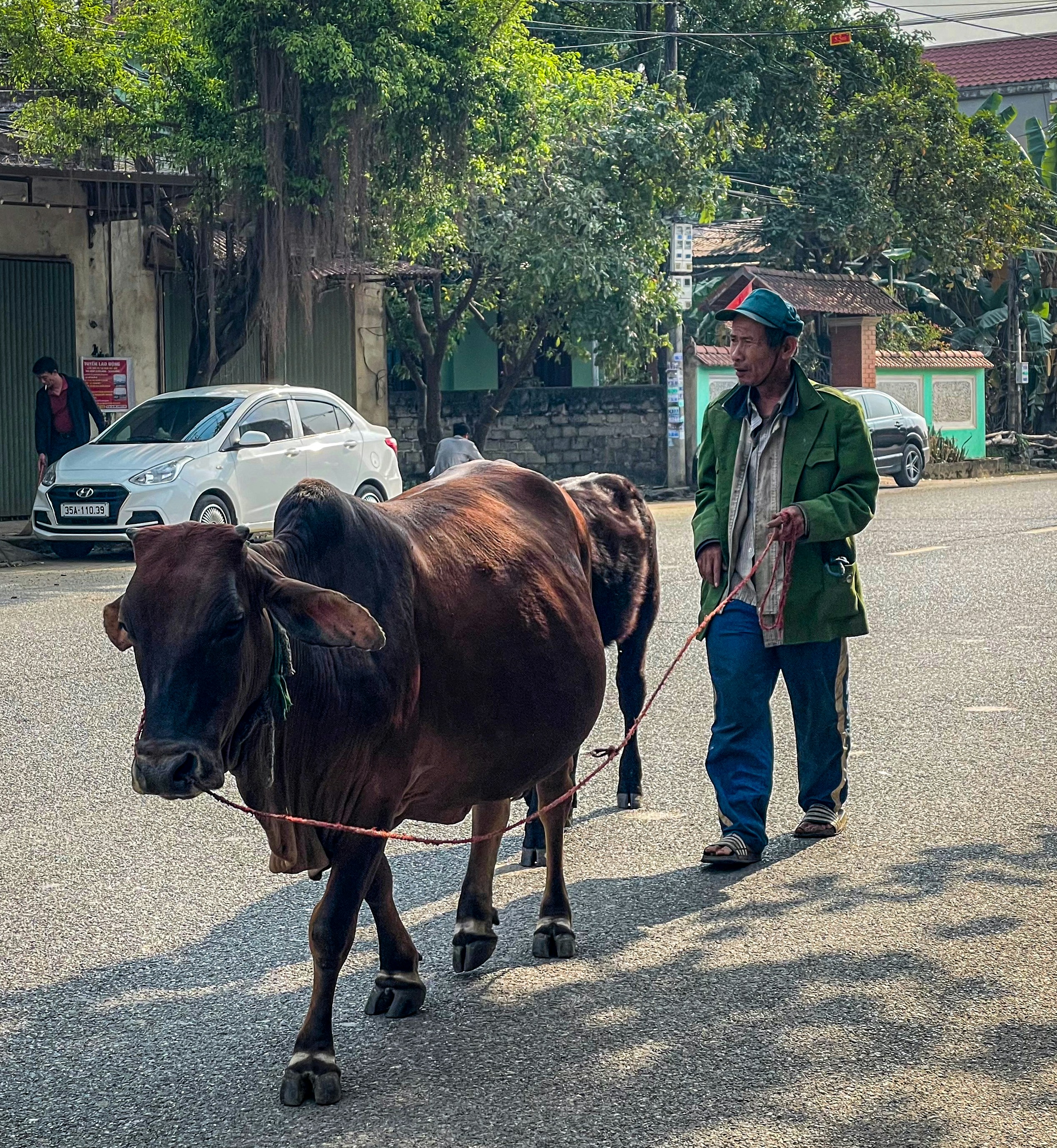 The Herd and the Stride: A Street Moment with a Guided Cattle