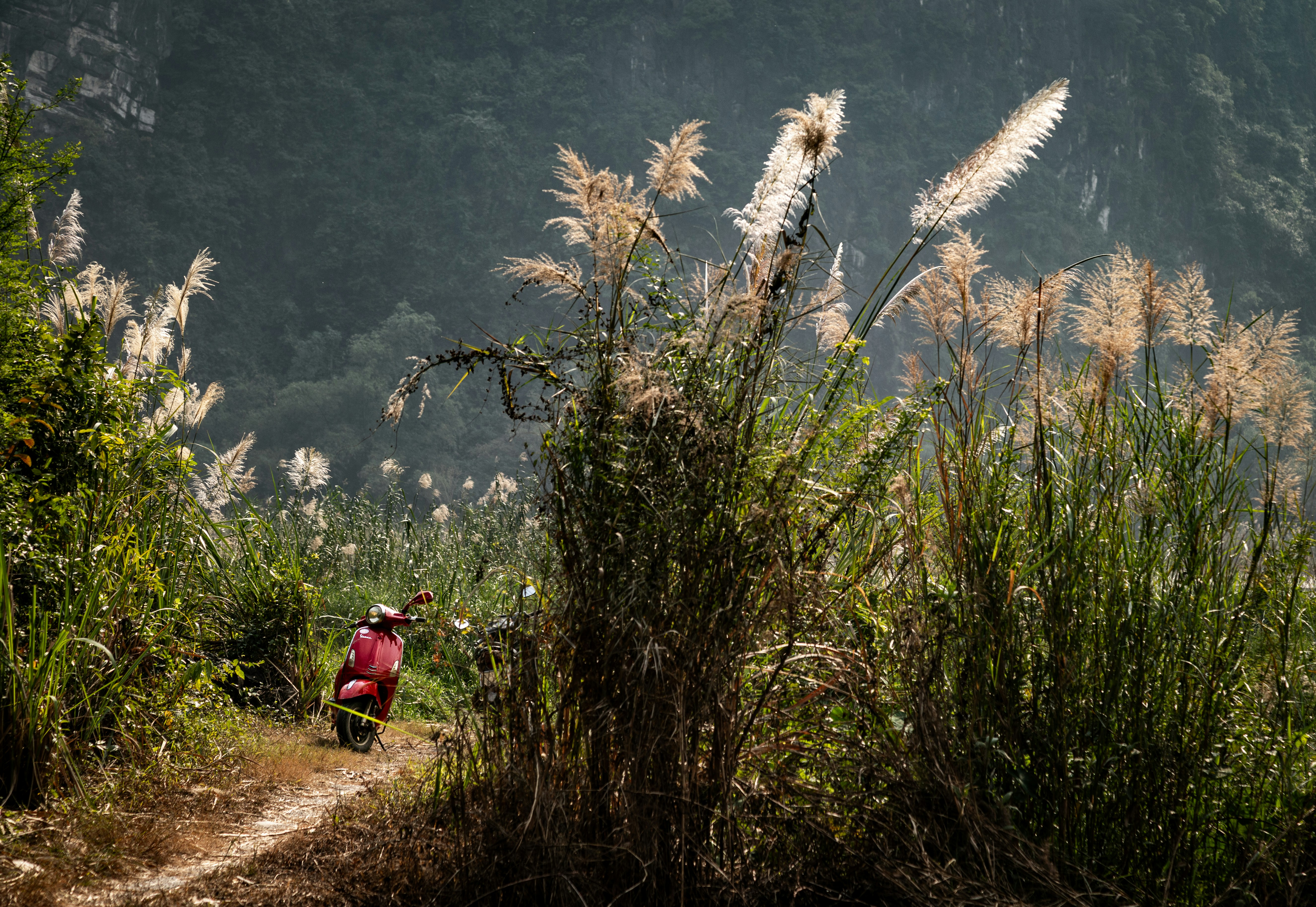 Red-clad Hiker among tall reeds on a sunlit trail