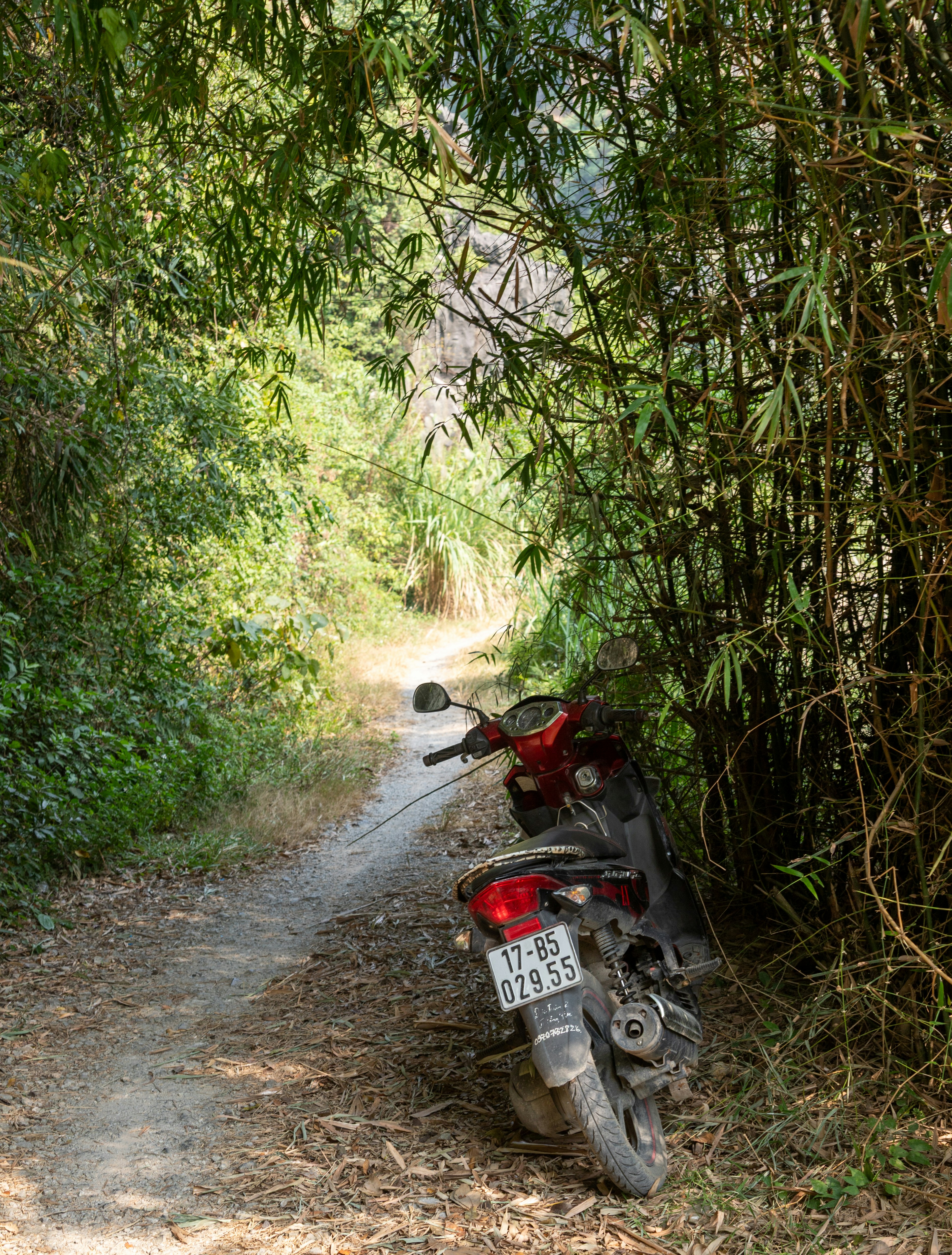 Red motorcycle tucked under bamboo arch on a sunlit forest path