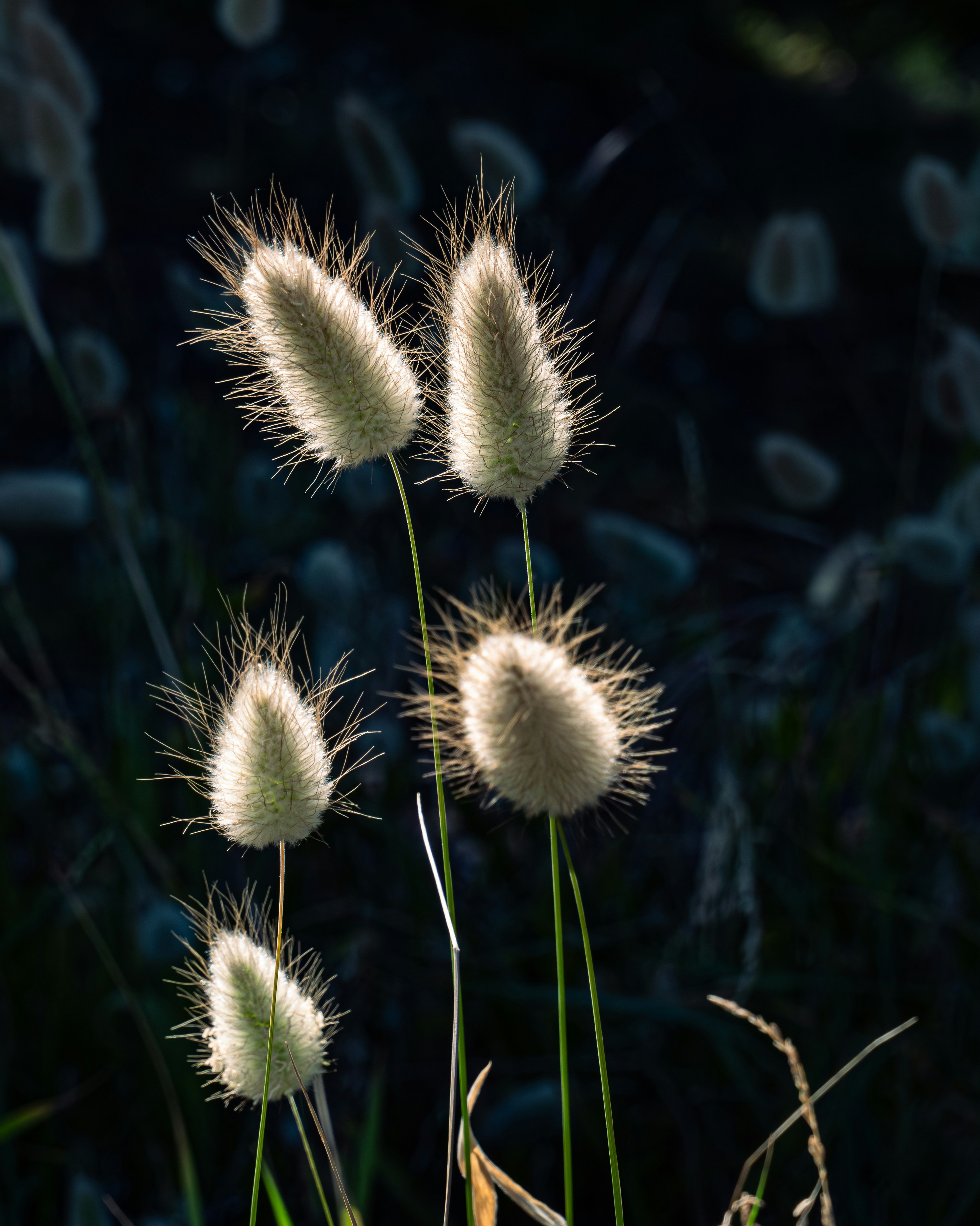 Backlit Clusters: Moonlit Seed Heads Reach for the Sky