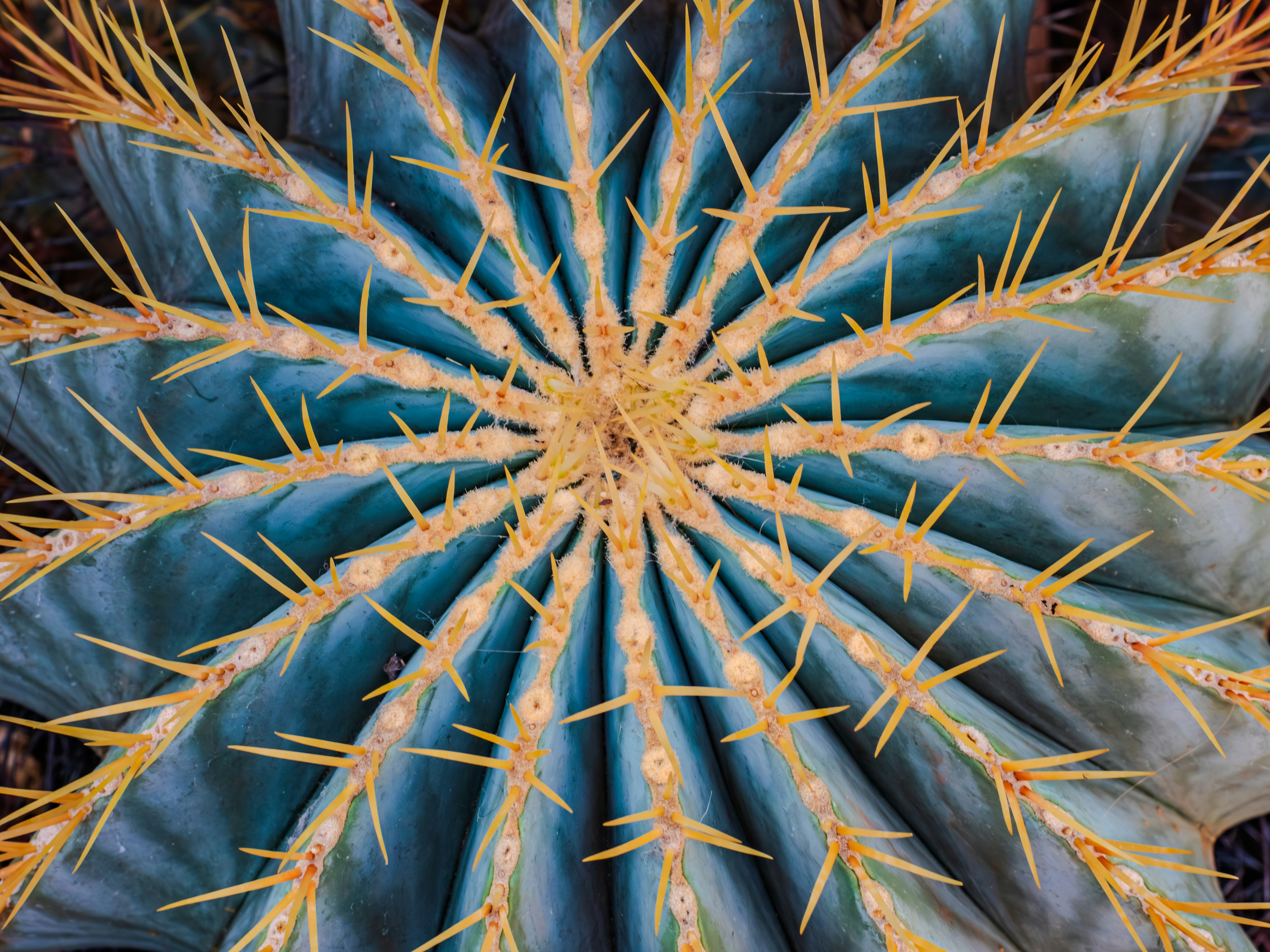 Spiny Rosette: A Desert Starburst in Close-Up