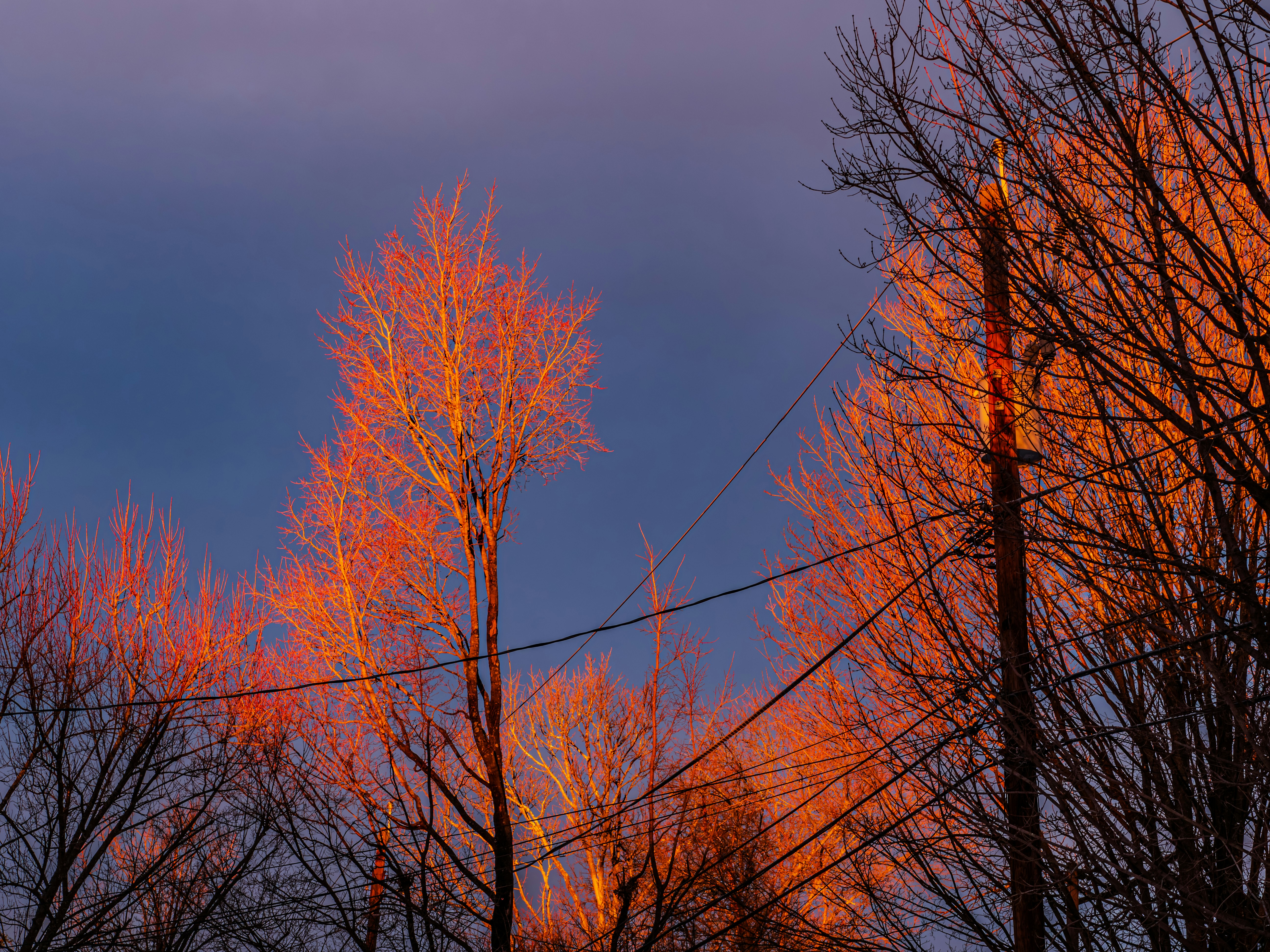 Sunlit Aspen Silhouette Against Evening Sky