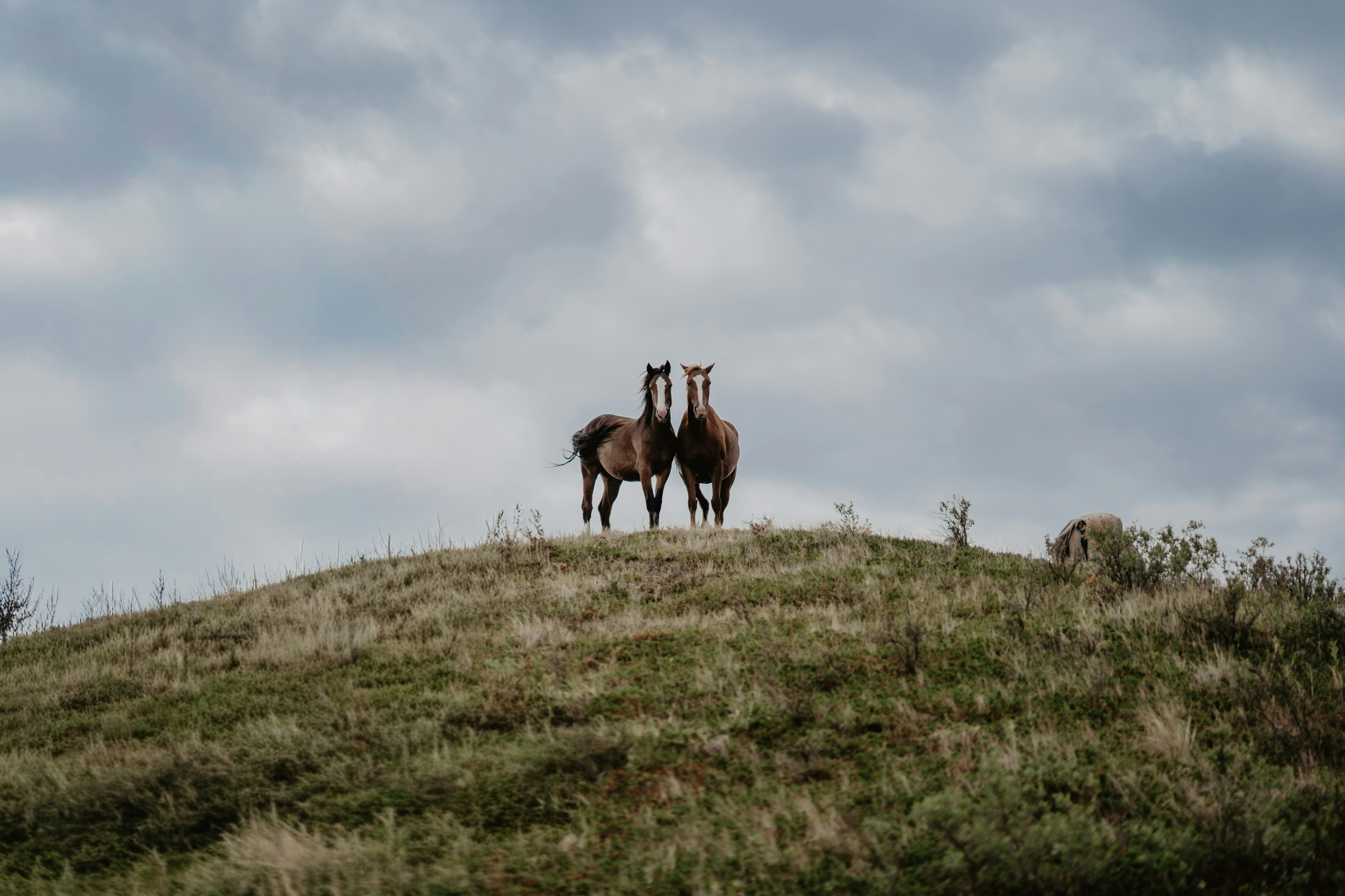 Twin Equines on a Quiet Hilltop
