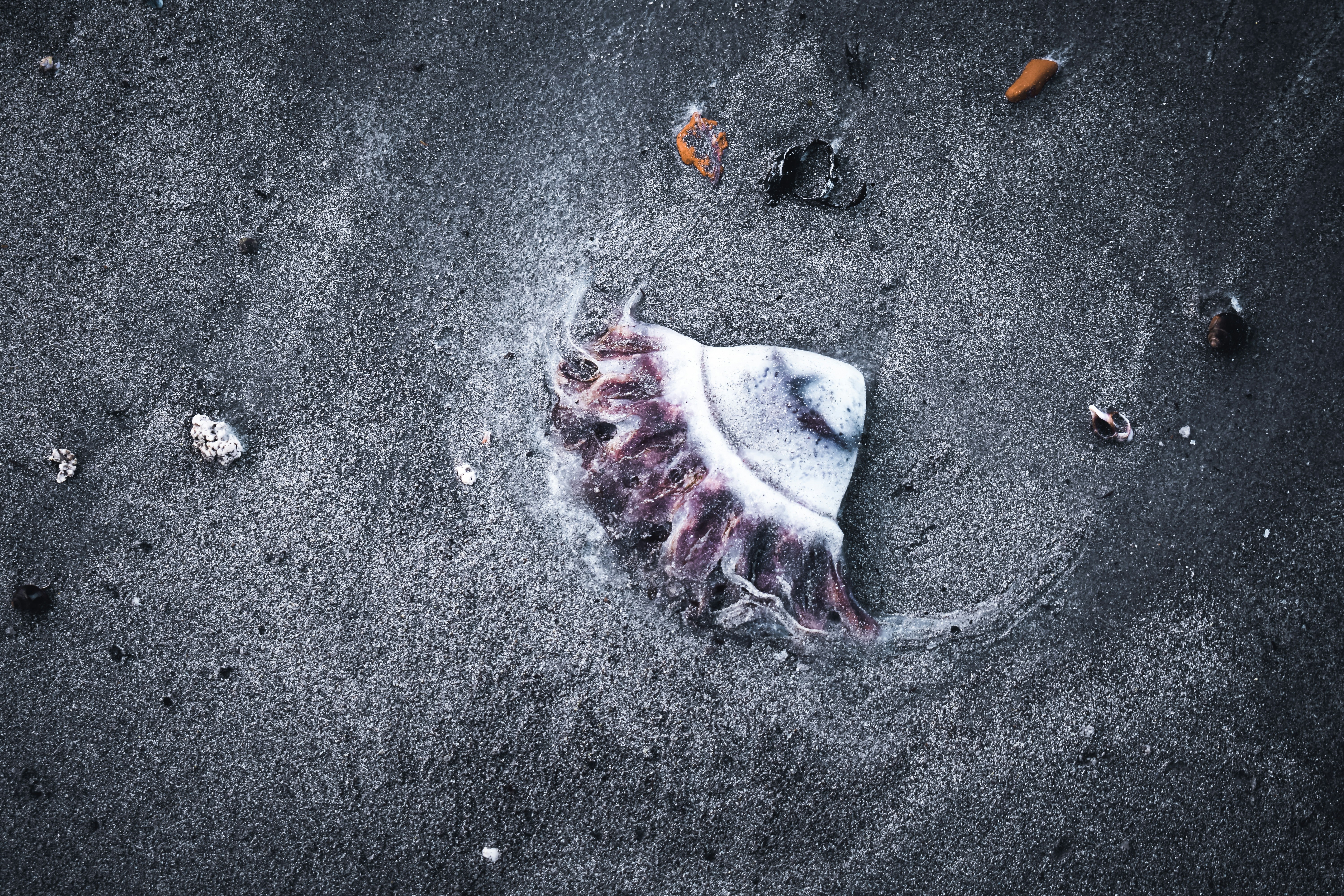 Frozen Reef: A Jellyfish Silhouette Pressed in Ice Within the Sand