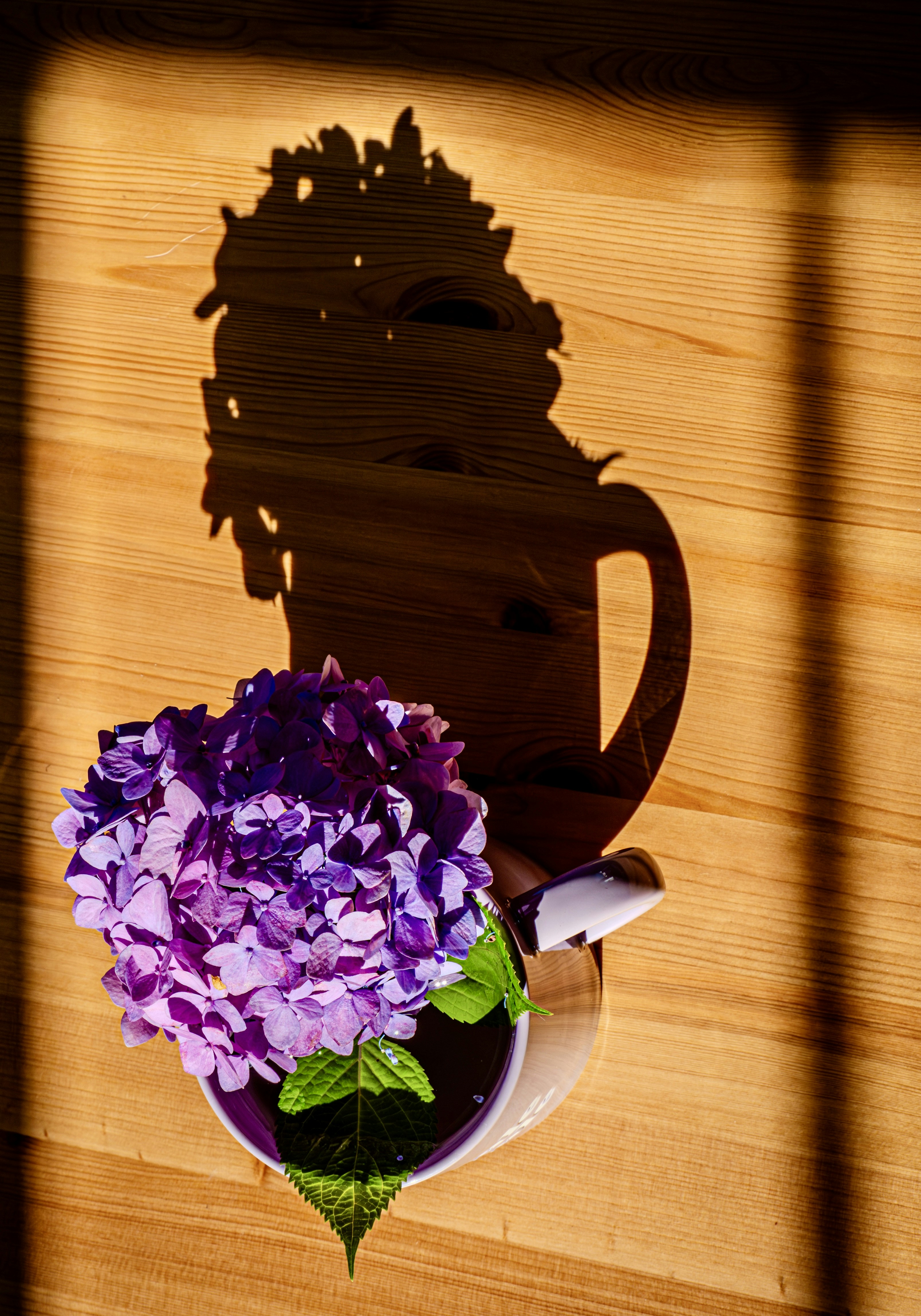 Shadowed Hydrangea: A Floral Still Life Cast in Warm Wood and Dramatic Silhouette