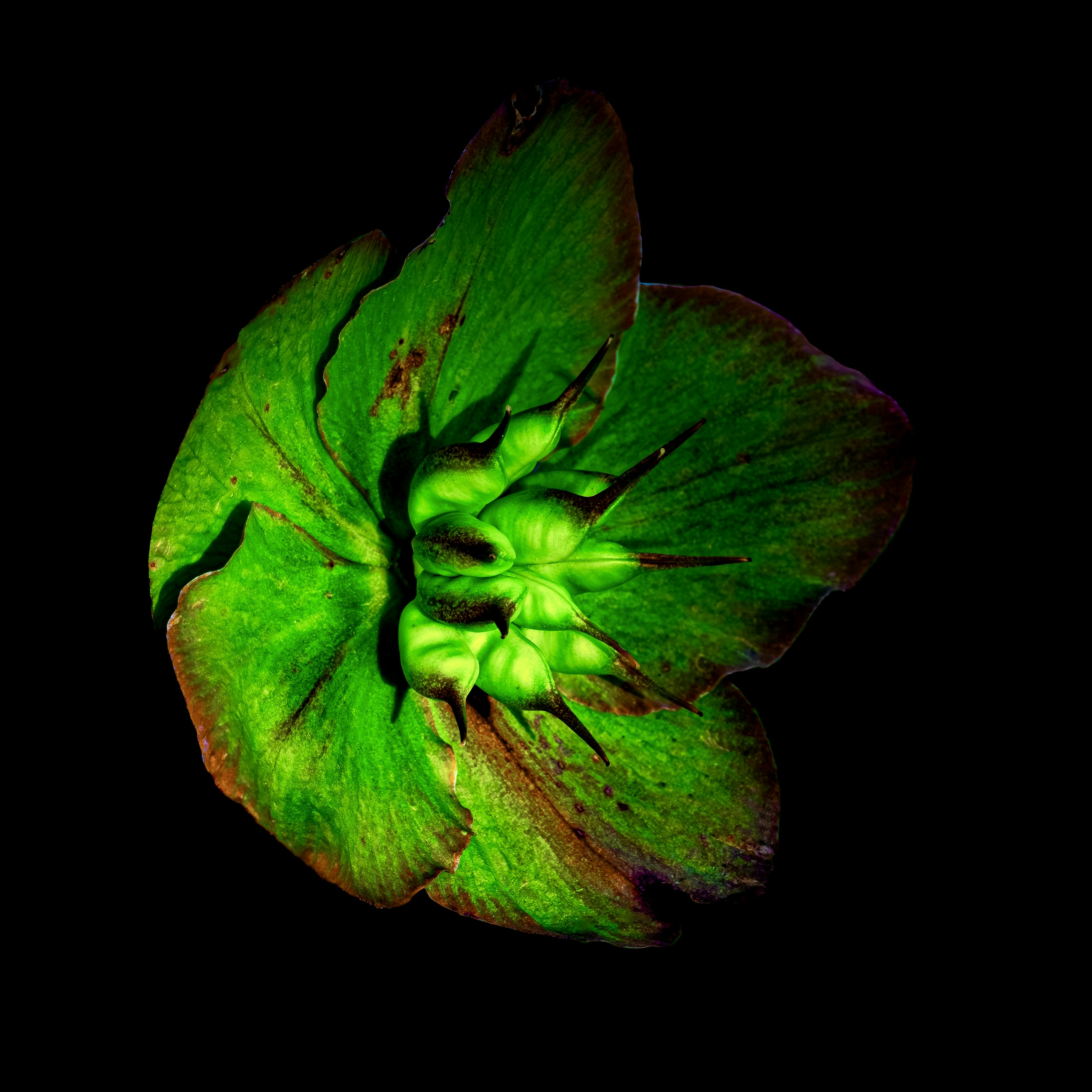Bright-green Flower Bloom Anchored in Darkness