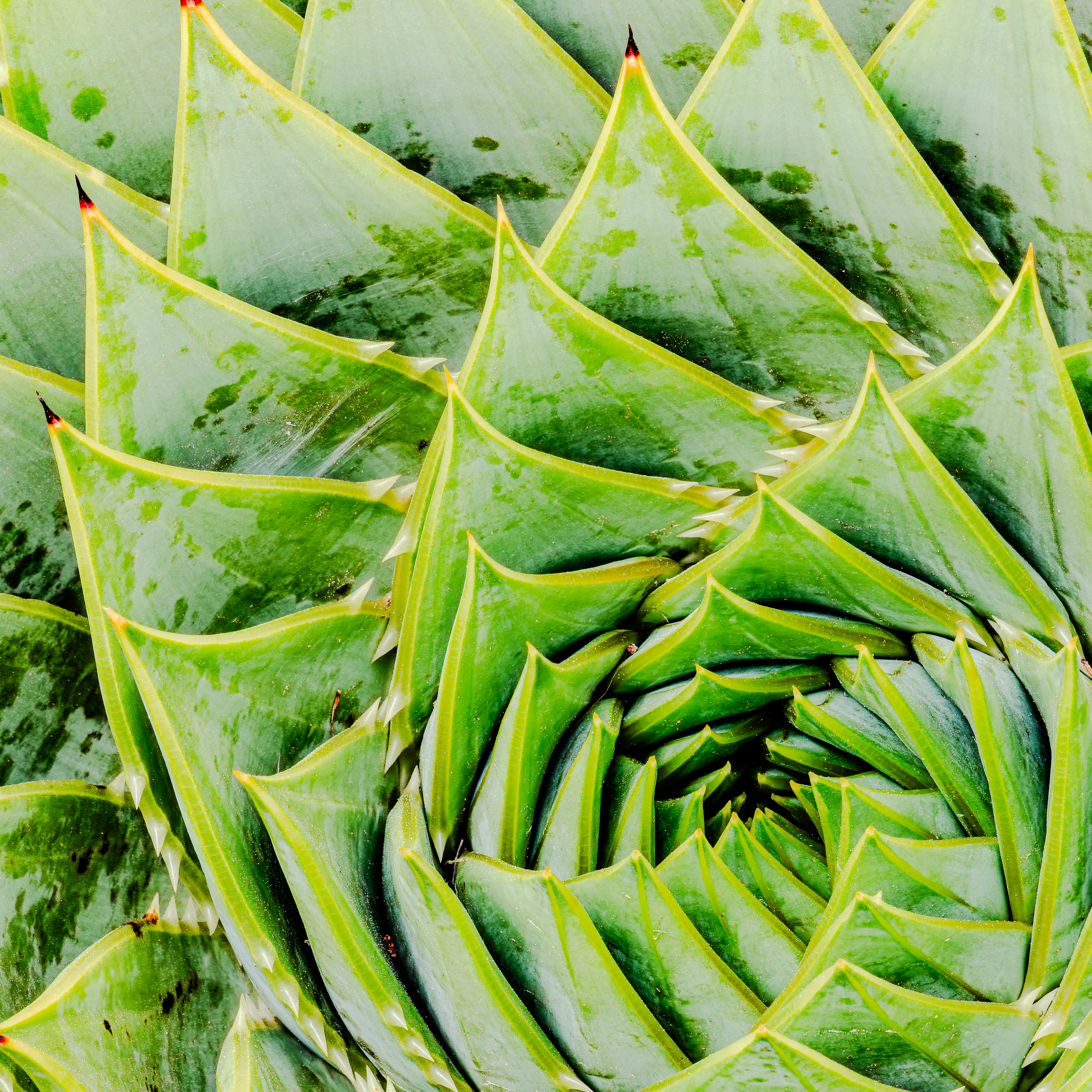 Verdant spiral: a close-up of agave rosettes in green and yellow