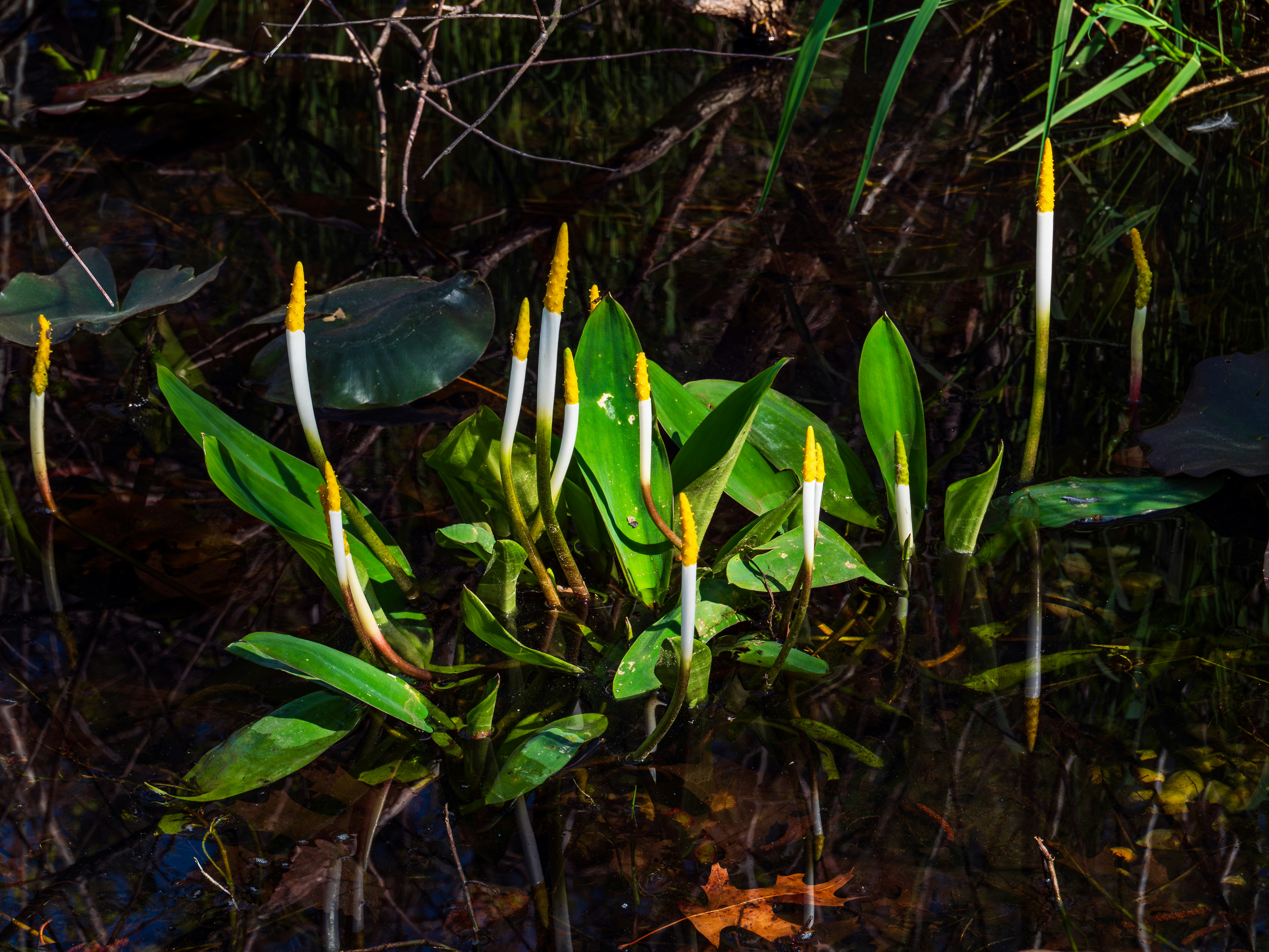 White-edged Yellow-hooded Marsh Plants Emerging in Dark Wetland