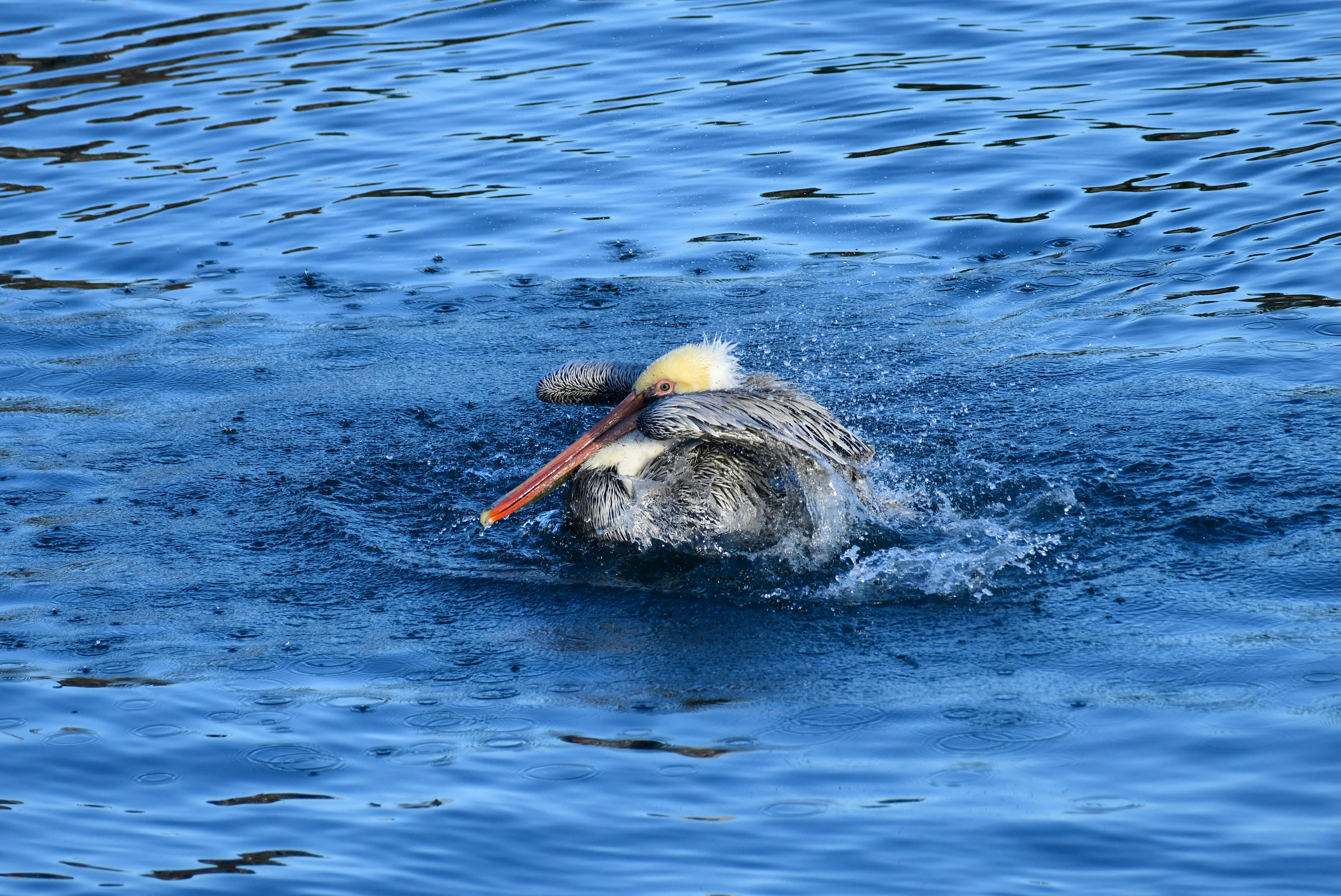 Floating Hunter: A Pelagic Pelican Breaks the Surface with a Crimson Bill