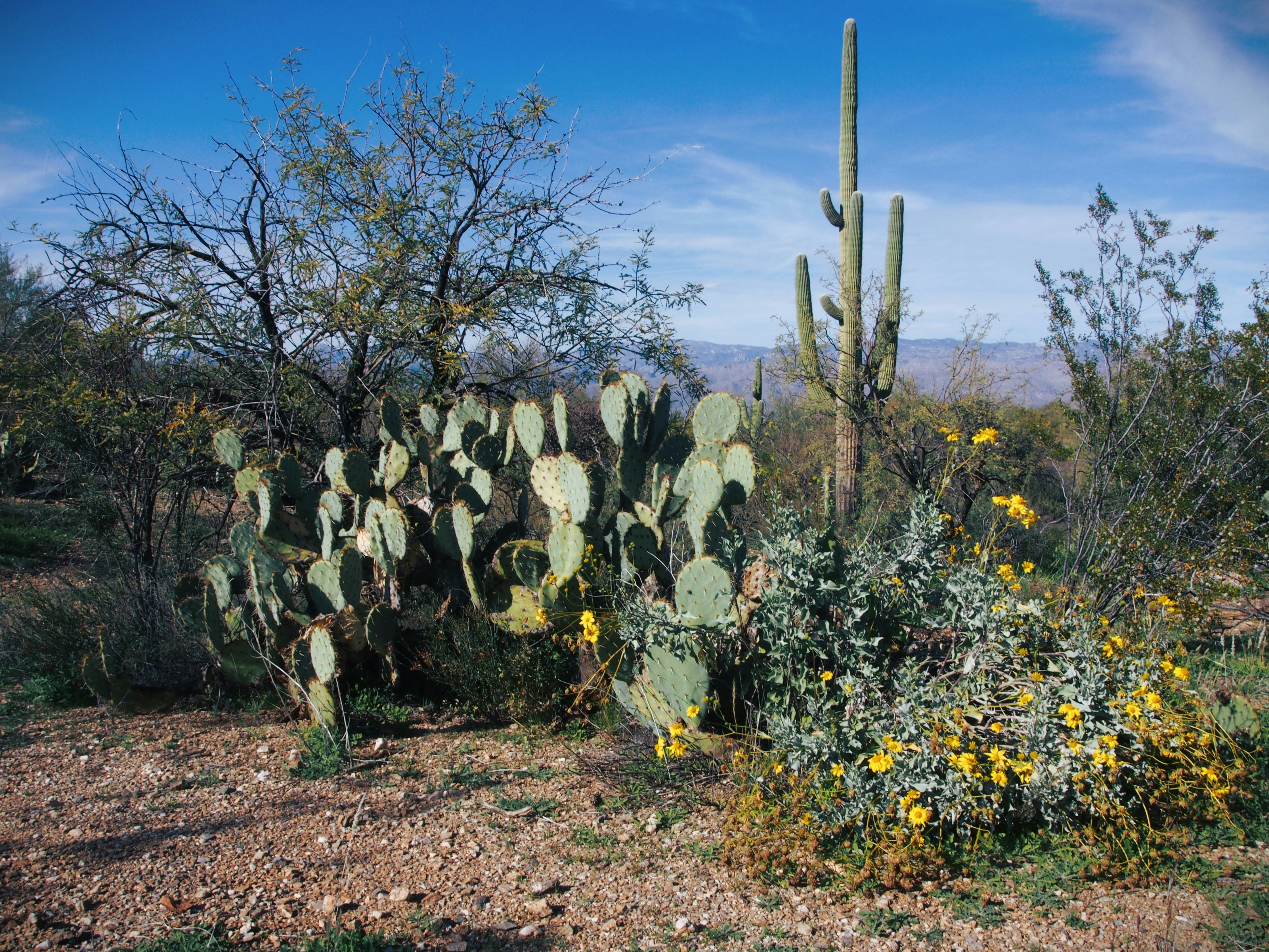 Desert Cacti Bloom under a Clear Sky