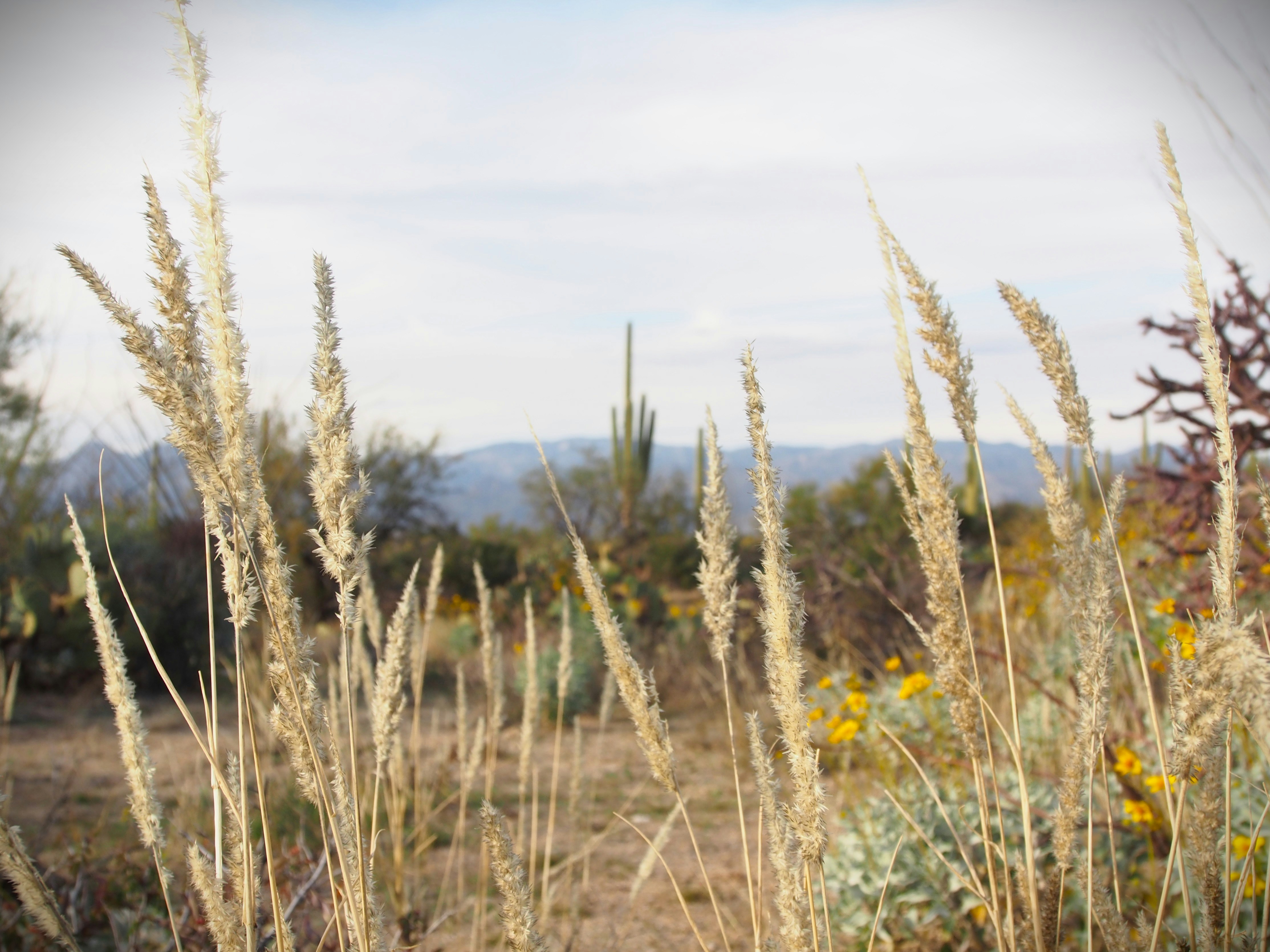 Desert grasses sway toward a distant horizon under a pale blue sky