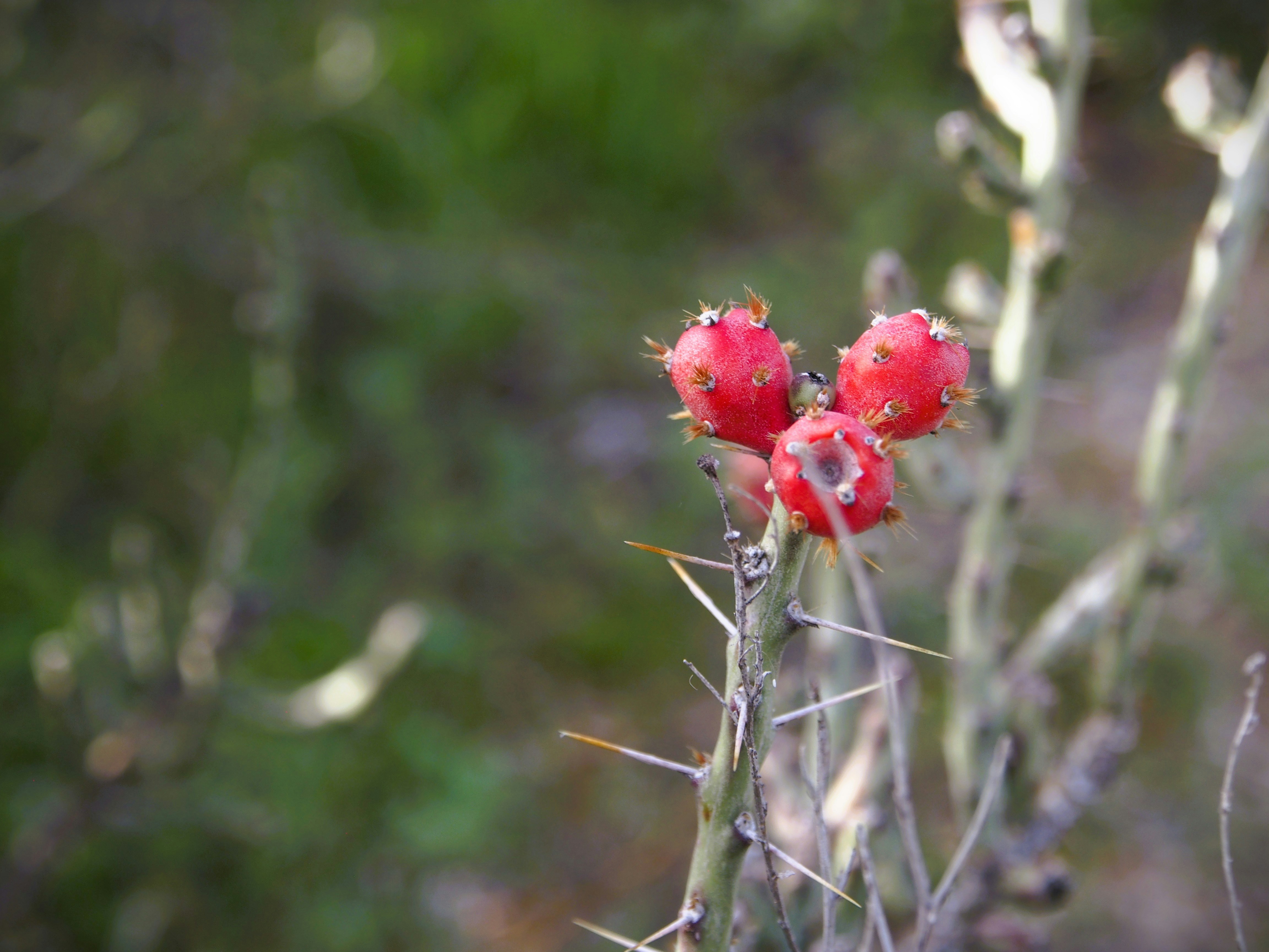 Red Rosehips on a Thorny Branch: Quiet Winter-Hued Spike