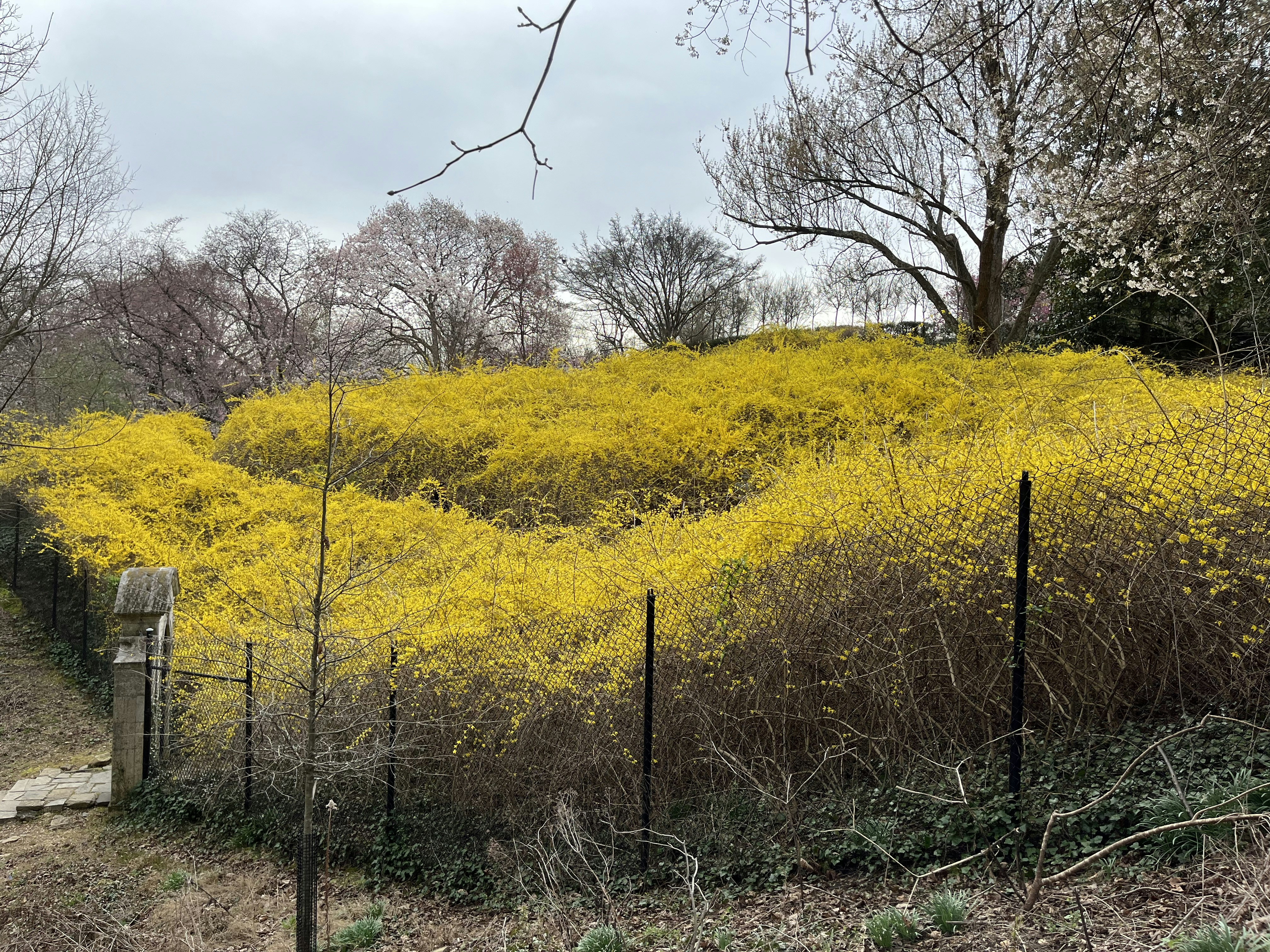 Golden brush along a fence line under budding trees