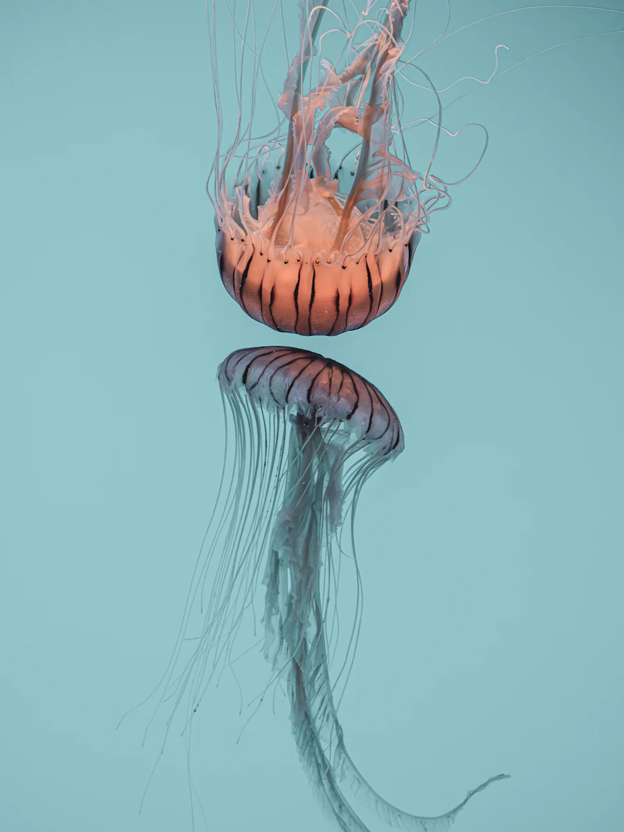 Two jellyfish drift in a pale blue-green sea, their tentacles trailing softly as the top jellyfish sails above the bottom one against a serene backdrop.