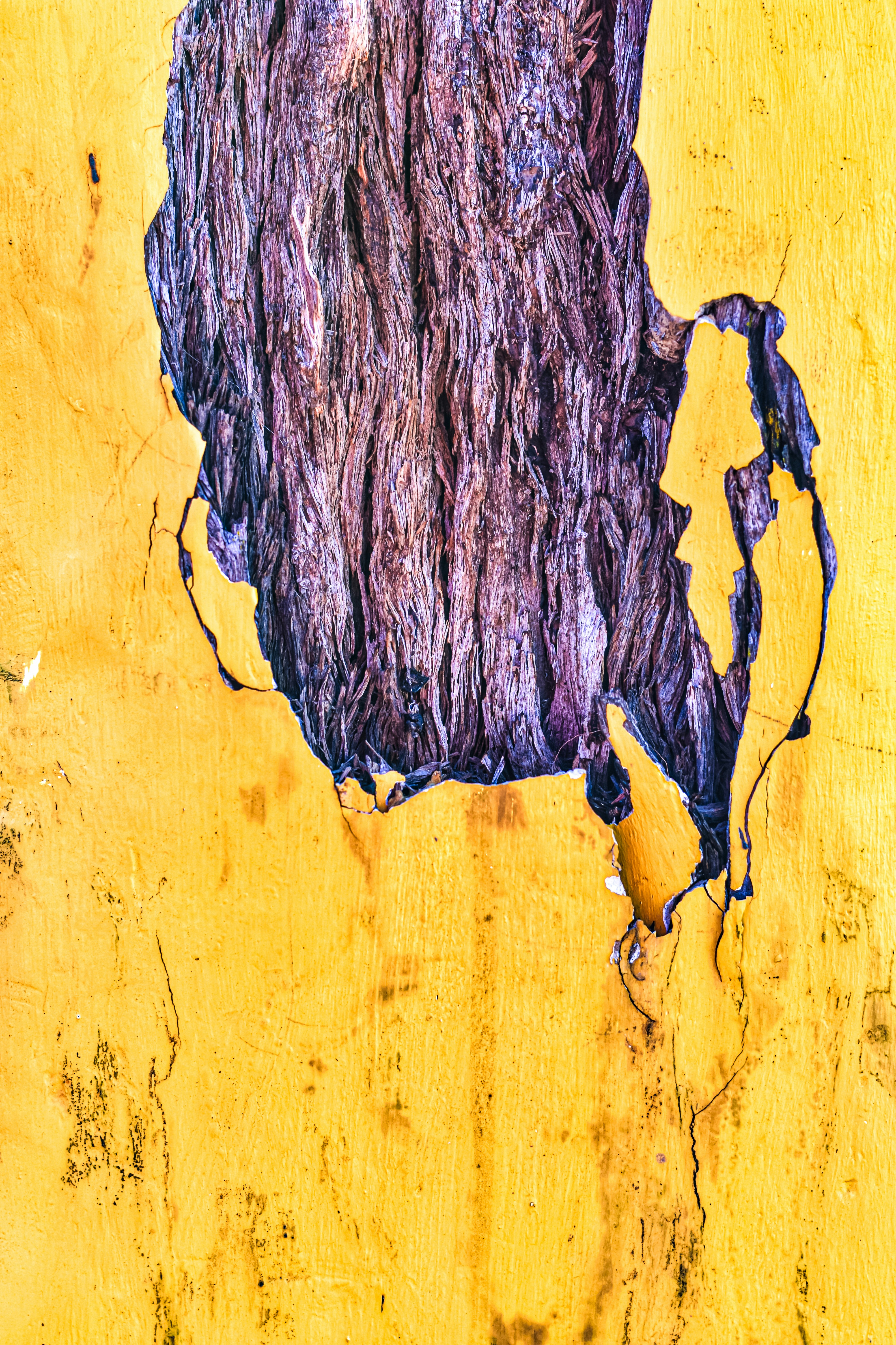 Cracked Yellow Surface with Purple-Turred Bark Patch