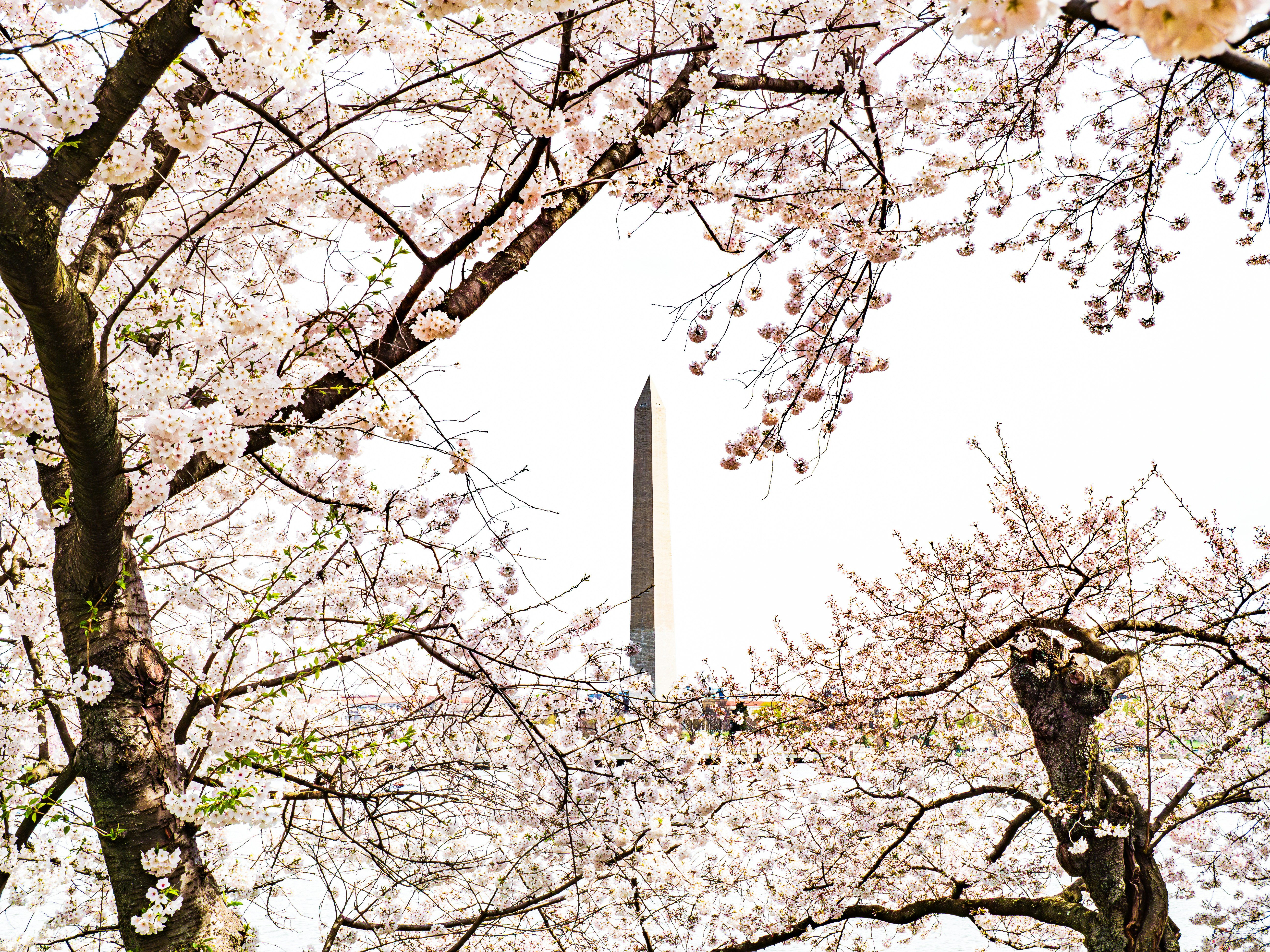 Obelisk Amid Blooming Canopy