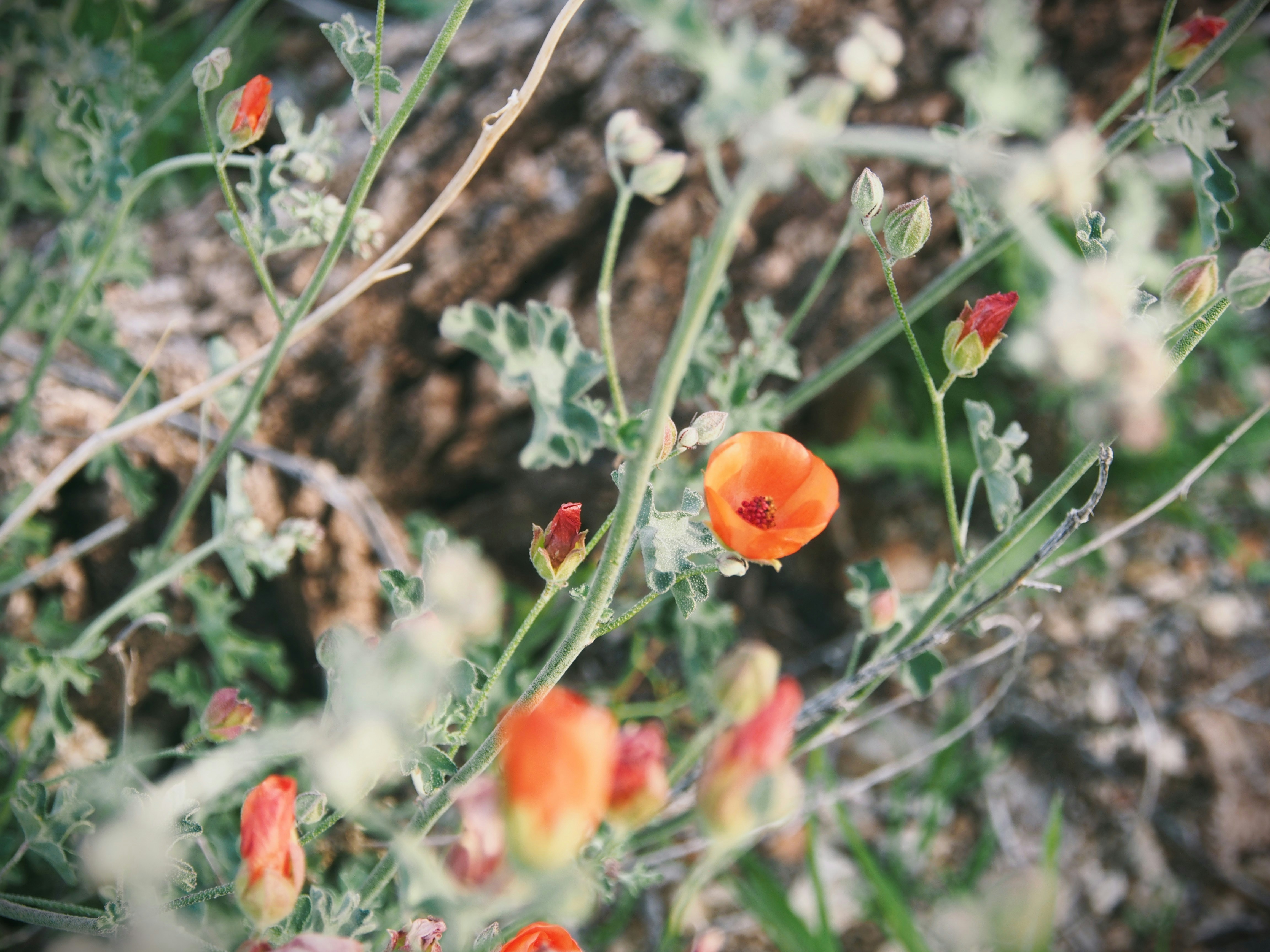 Orange poppies in a sunlit wild garden