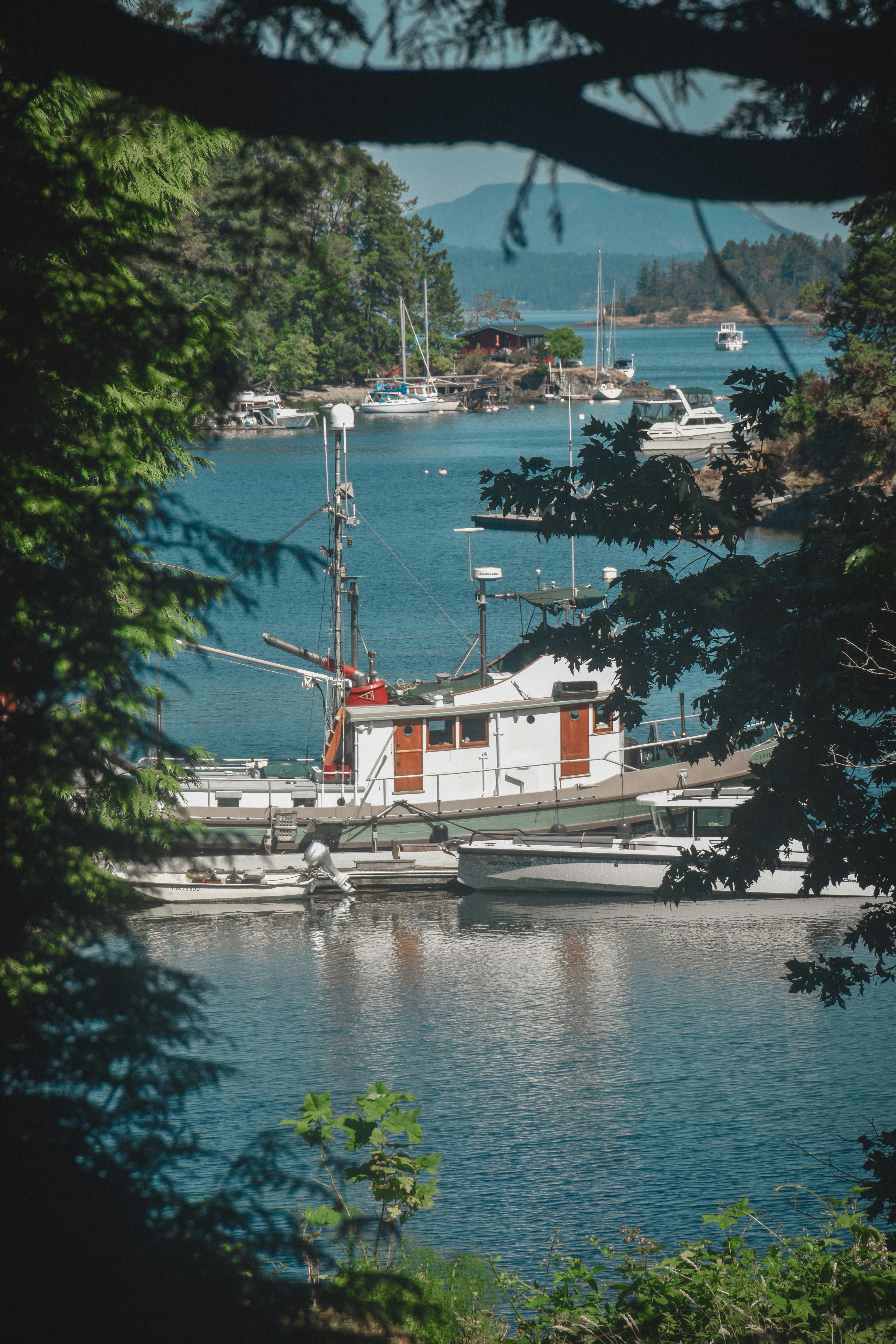 Harbor Silence: A Fleet Slumber Beneath Overhanging Pines